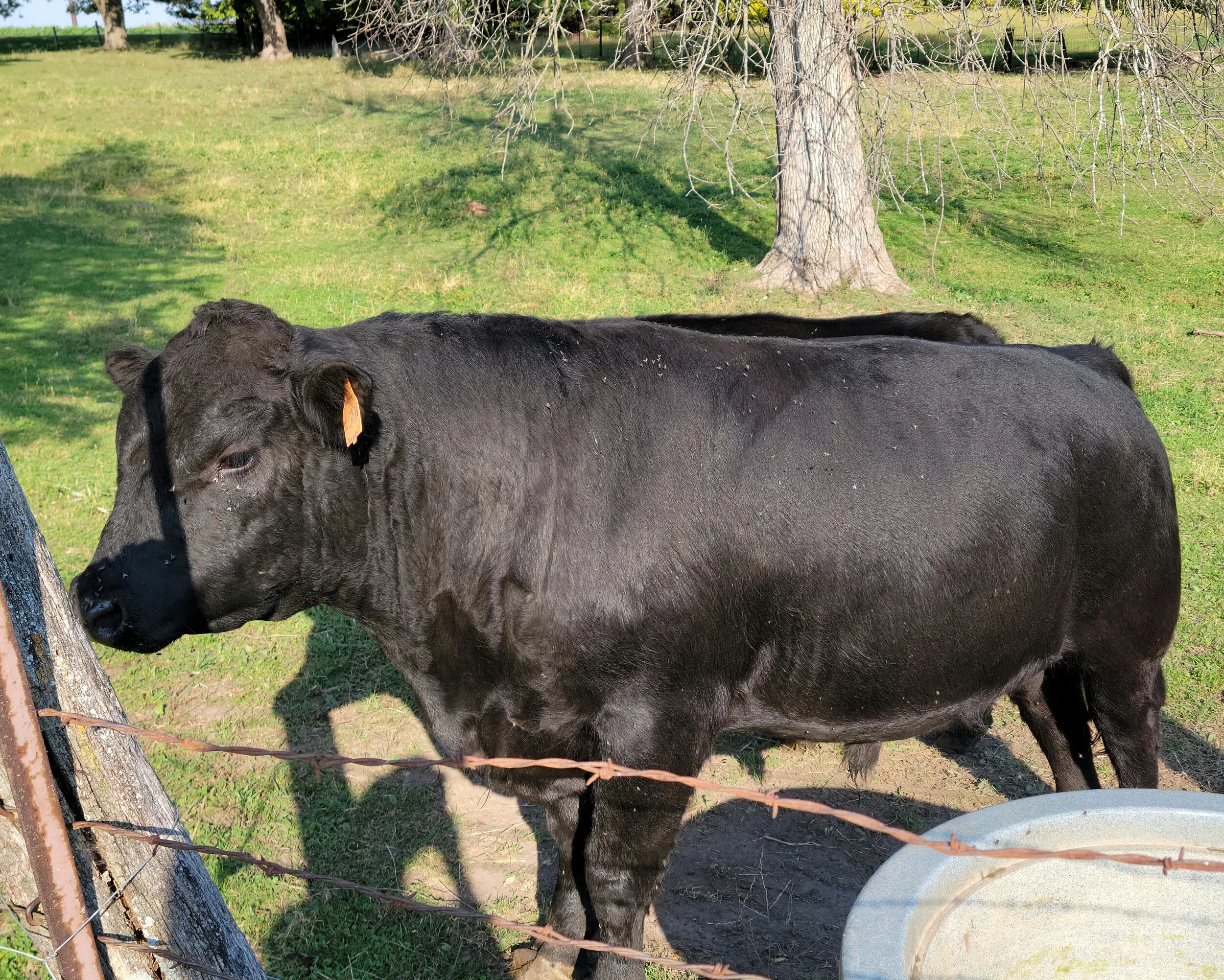 MAA Cattle For Sale — Midwest Aberdeen Association