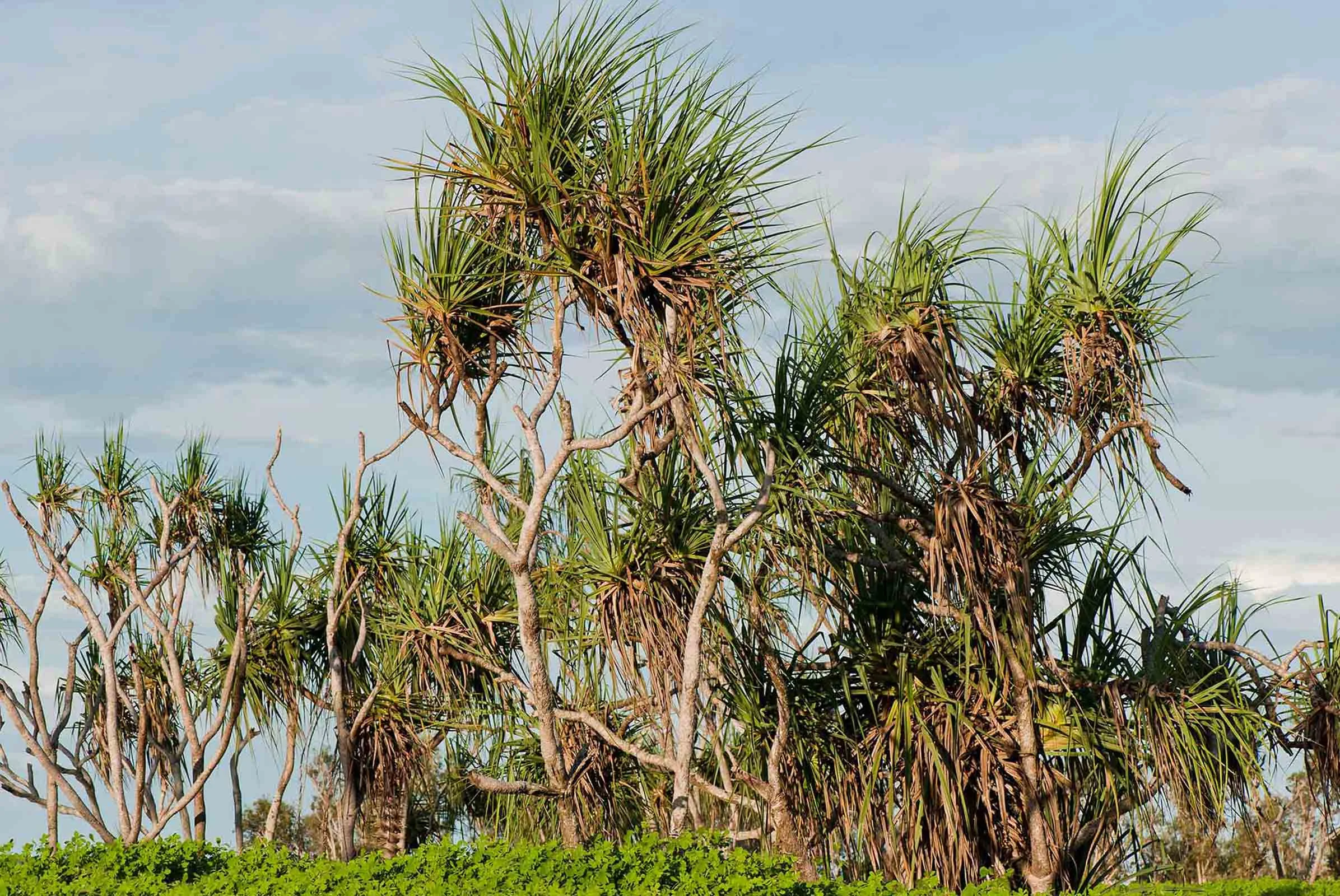 Bamurru Plains — Design Anthology