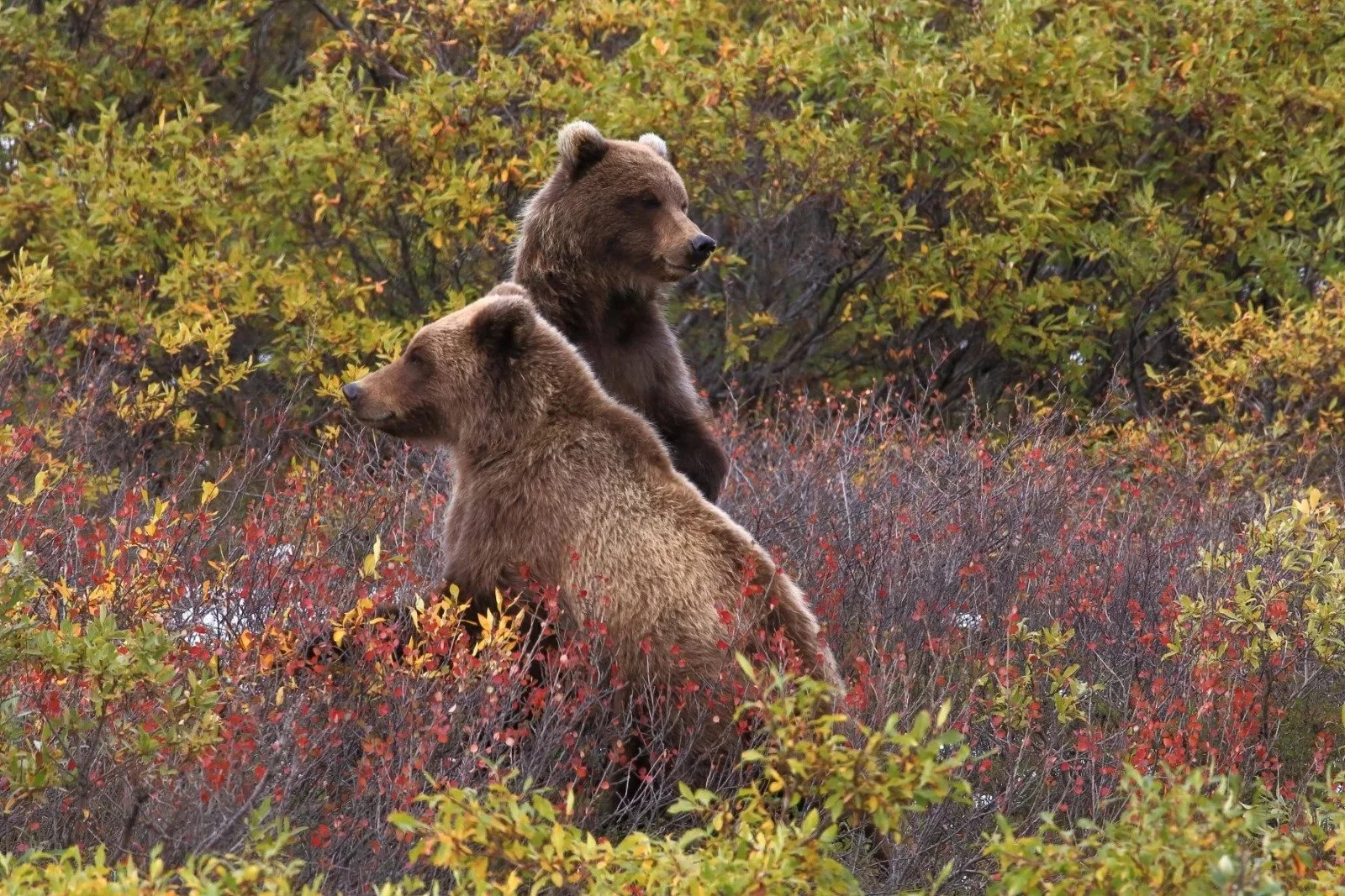 Mountain Goats, Black Bears, and… Grizzlies? Oh My! — FIELDNOTES