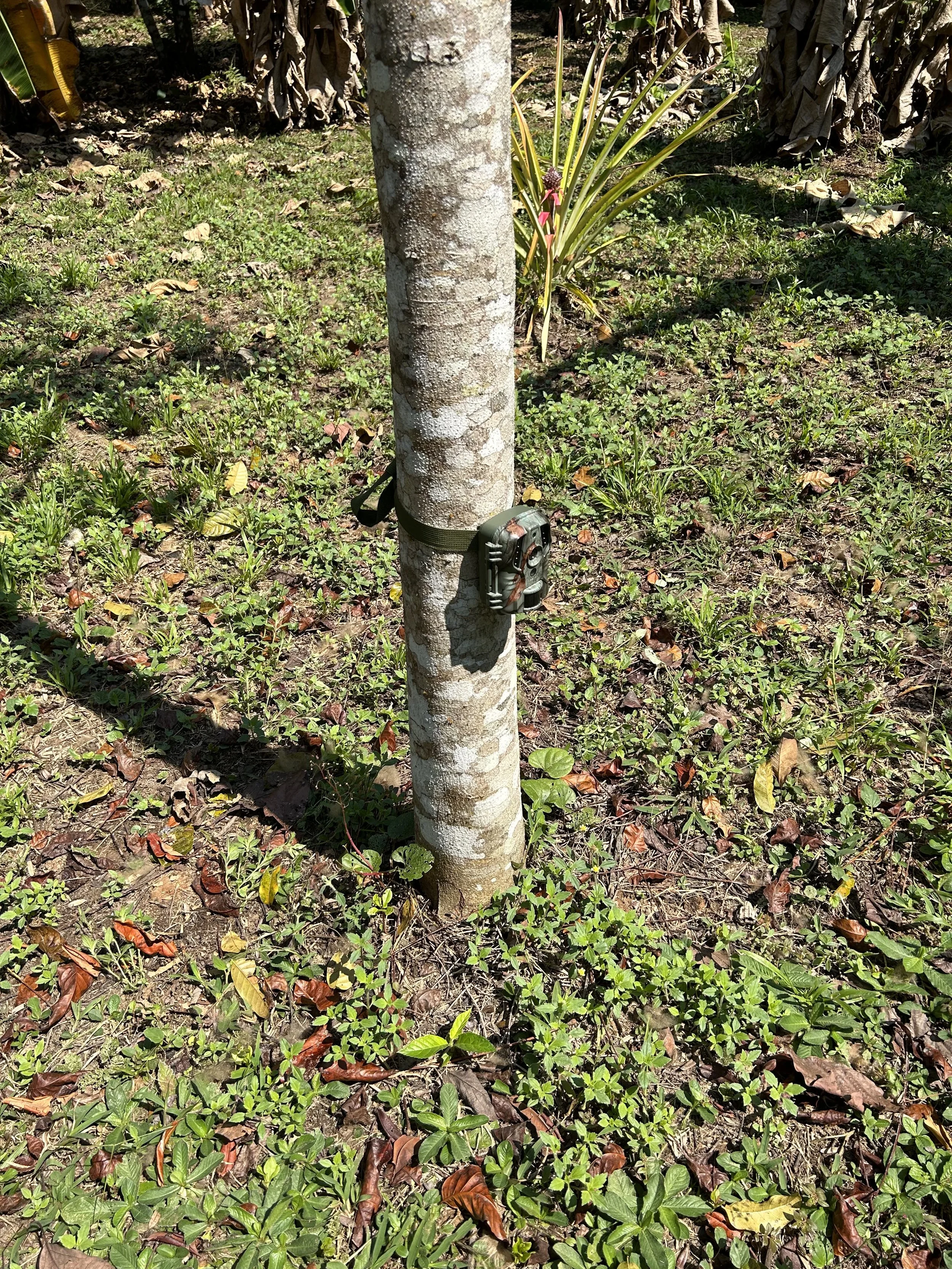 The Effects of Agroforestry on Mammal Biodiversity in the Amazon ...