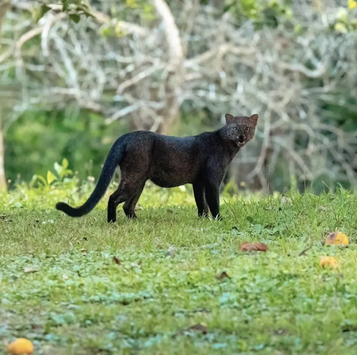 The Effects of Agroforestry on Mammal Biodiversity in the Amazon ...