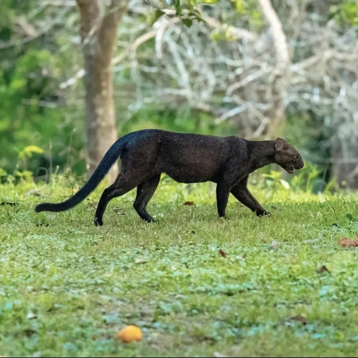 The Effects of Agroforestry on Mammal Biodiversity in the Amazon ...