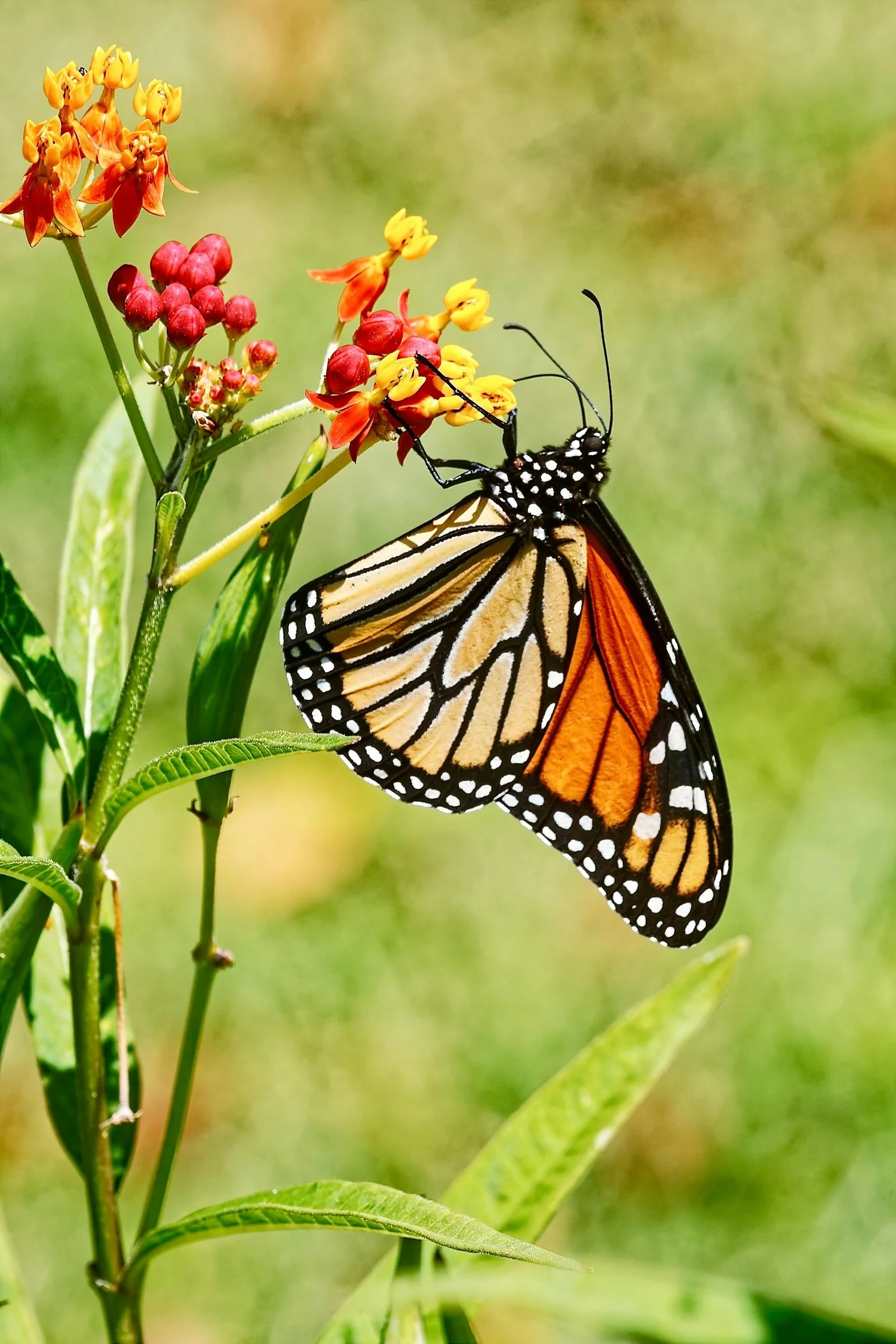 Butterflies or Bust: The Debate Over Tropical Milkweed in California ...