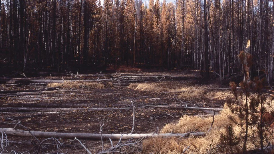 From Ashes to Life: Lessons from the Yellowstone Fire — FIELDNOTES