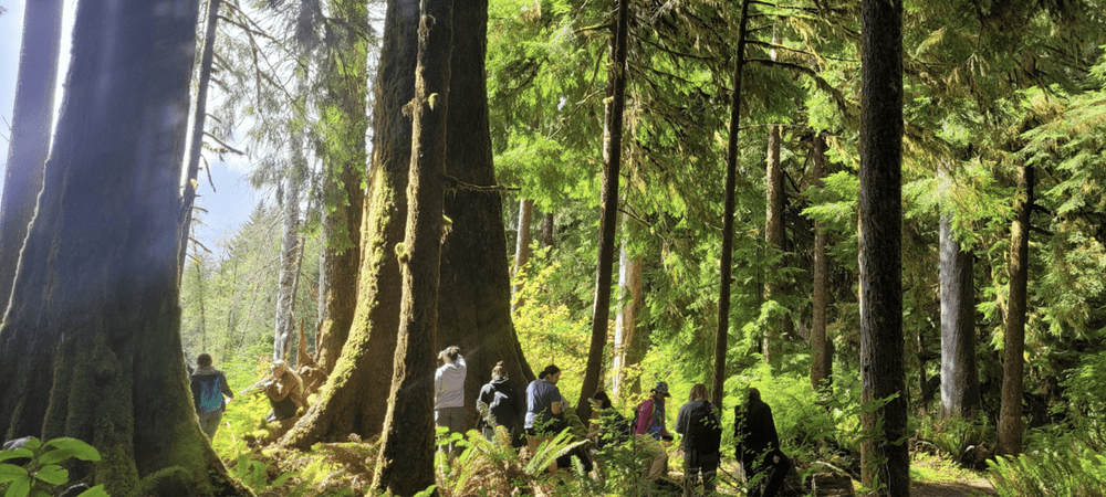 The Rainforest Microbiome: Exploring Symbiosis Between Trees and ...