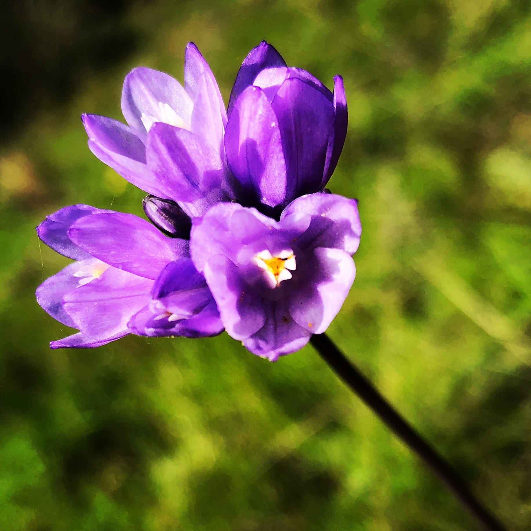 Classes (in person and virtual) — Laura Knutson