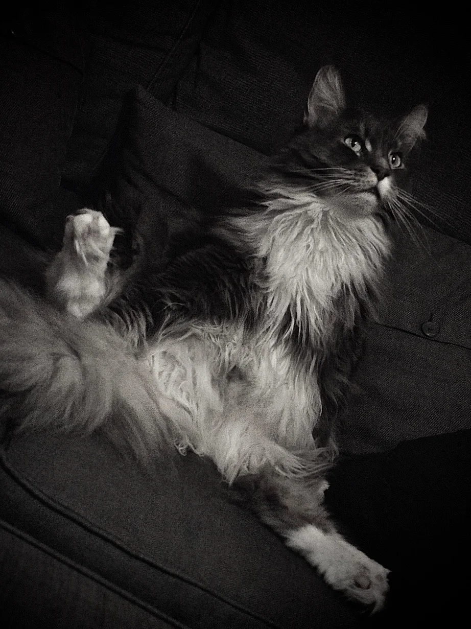 Maine Coon Cats - Ghost & Freya — E・M・O・S・I・W・N