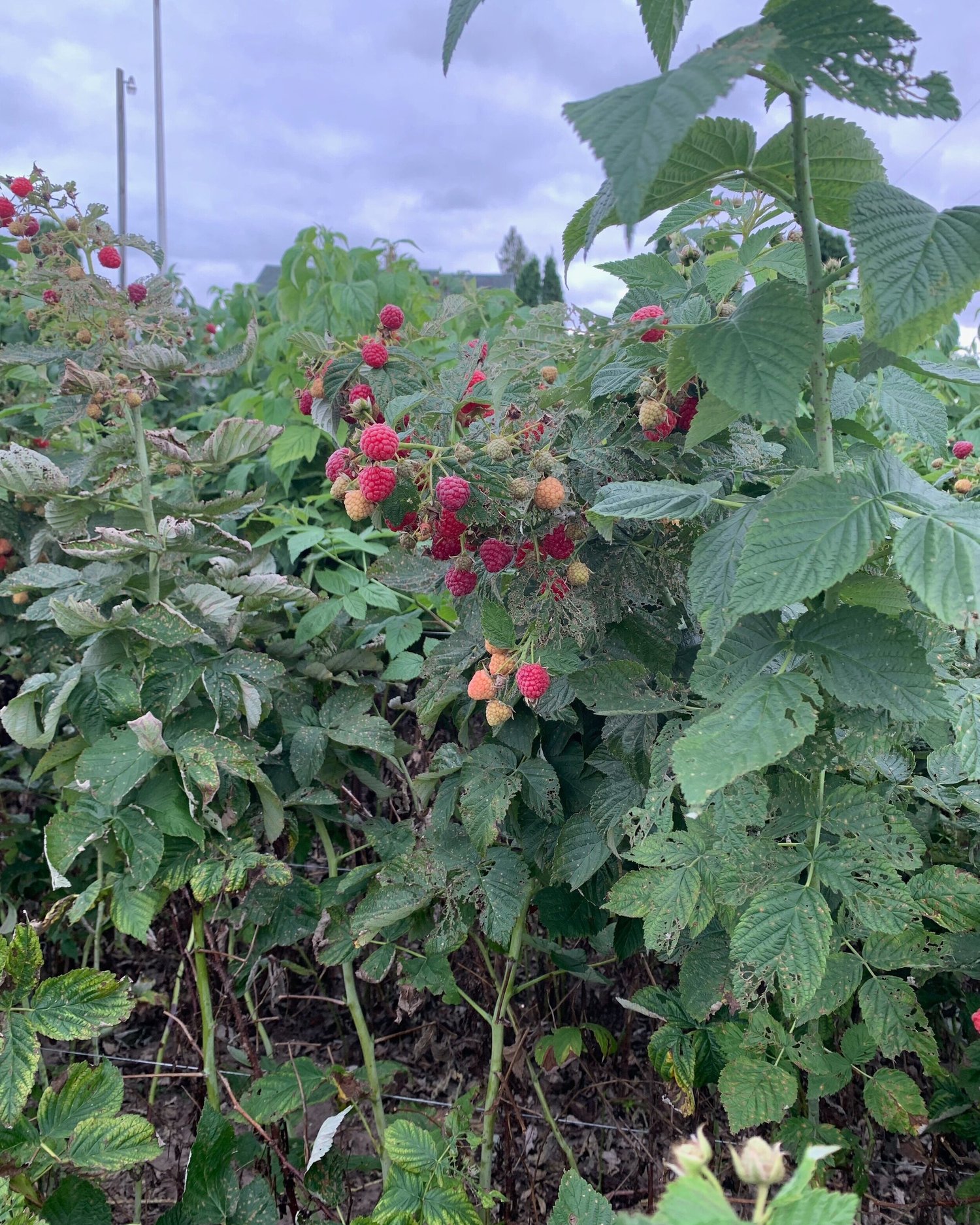 News — Monroe Street Farmers' Market