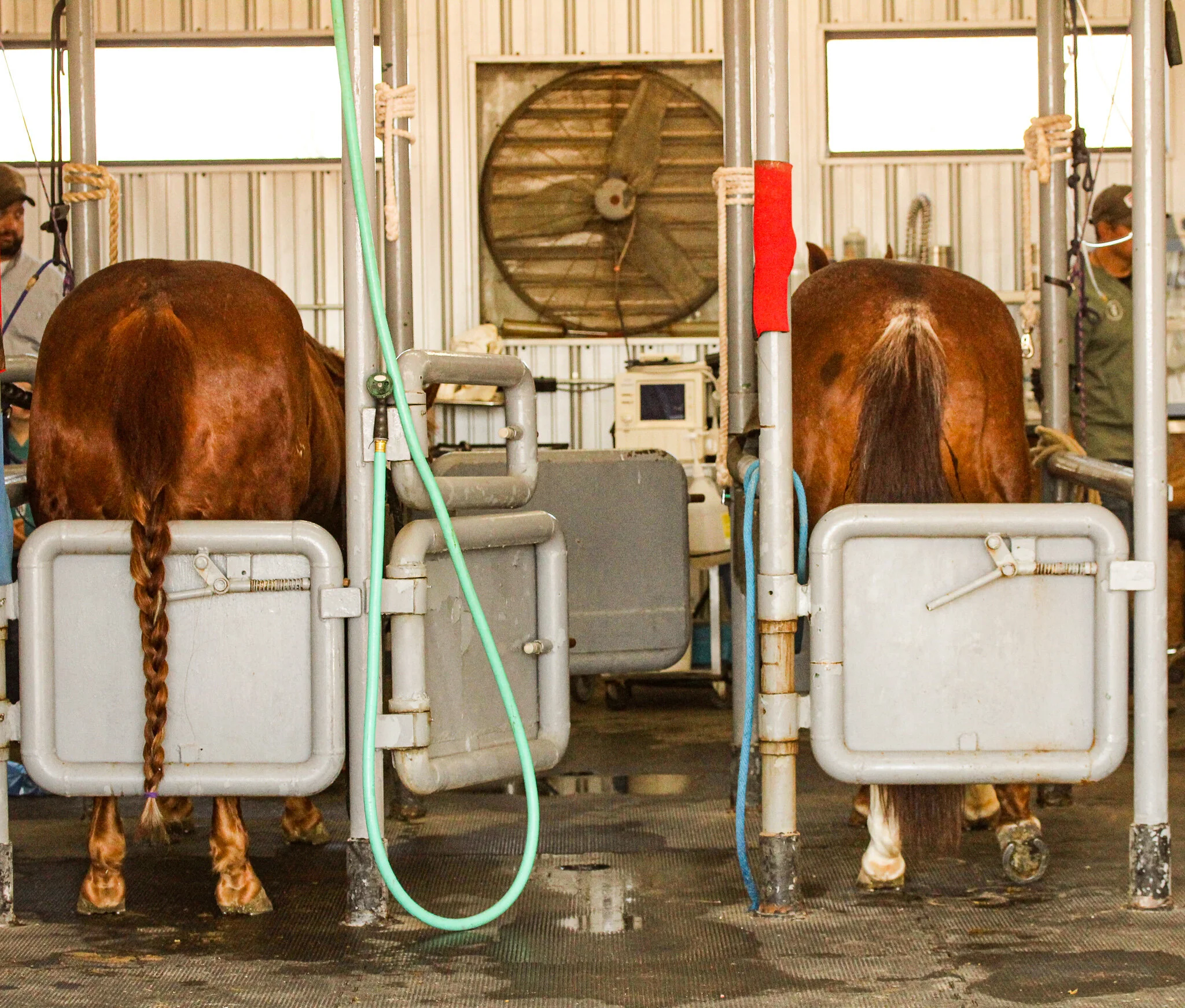 Fredericksburg Equine