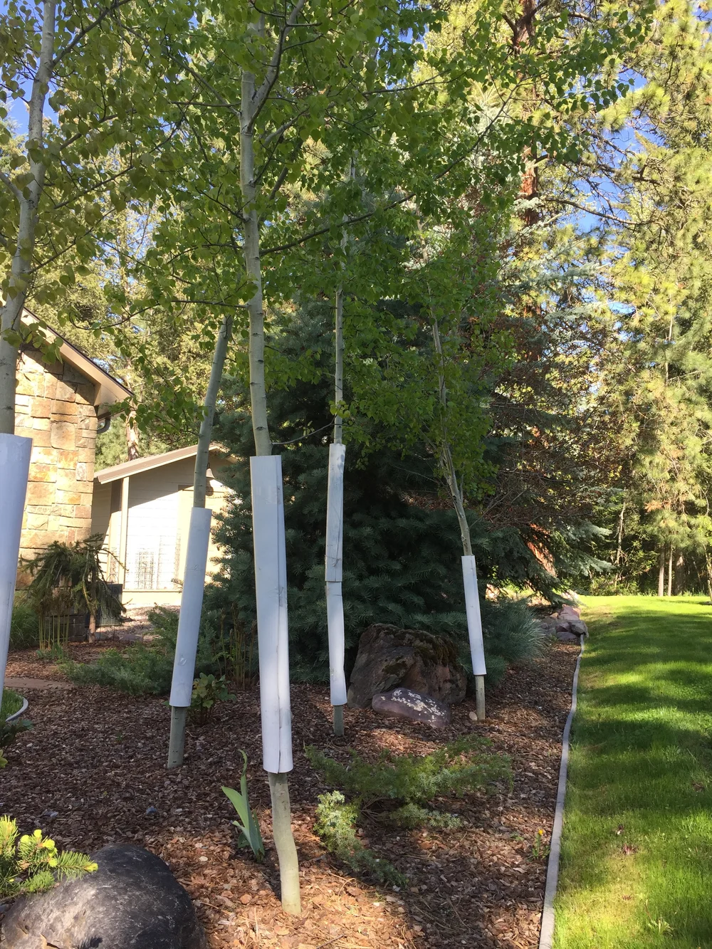 Protecting Trees — Trees for Missoula