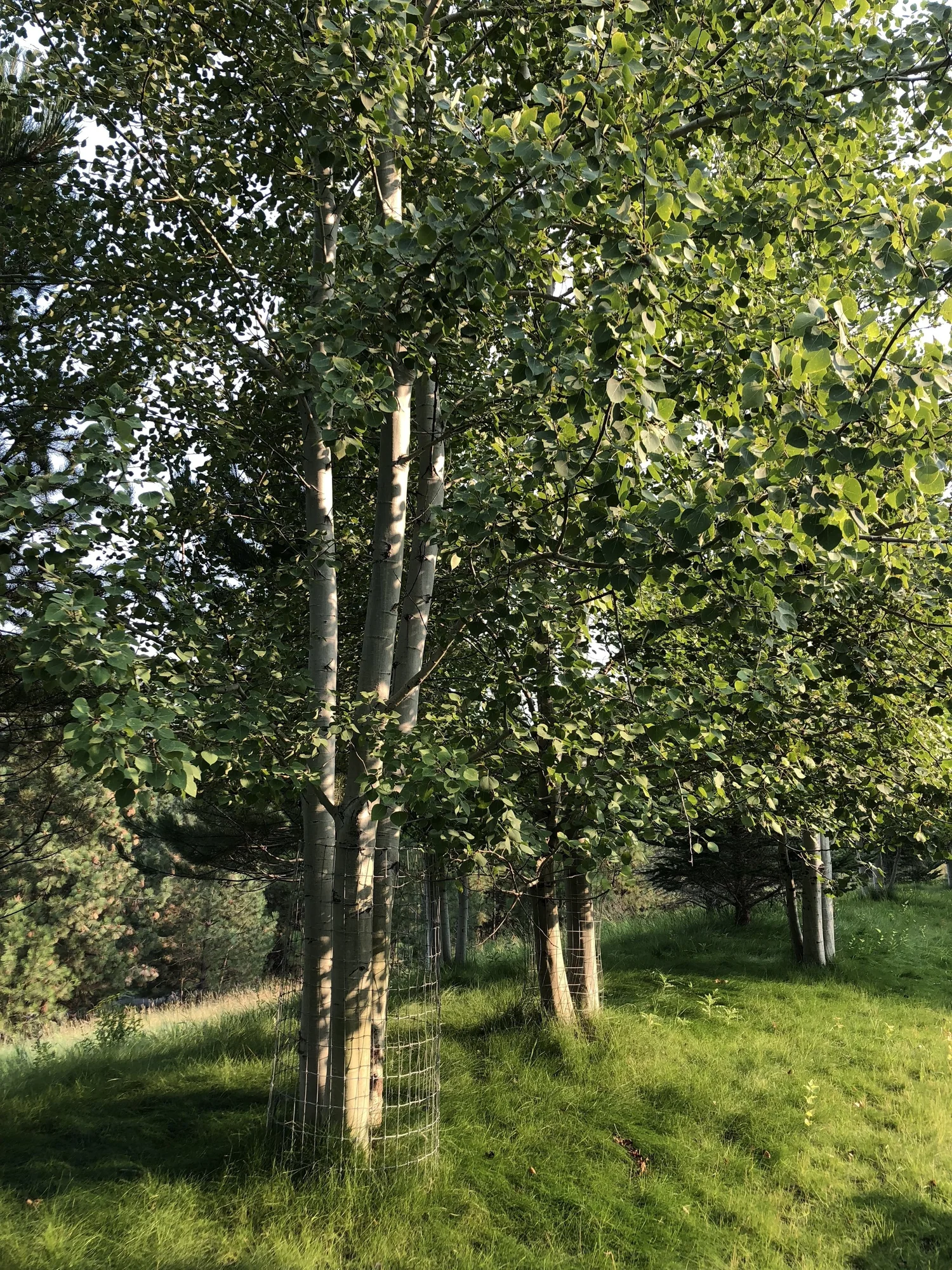 Protecting Trees — Trees for Missoula