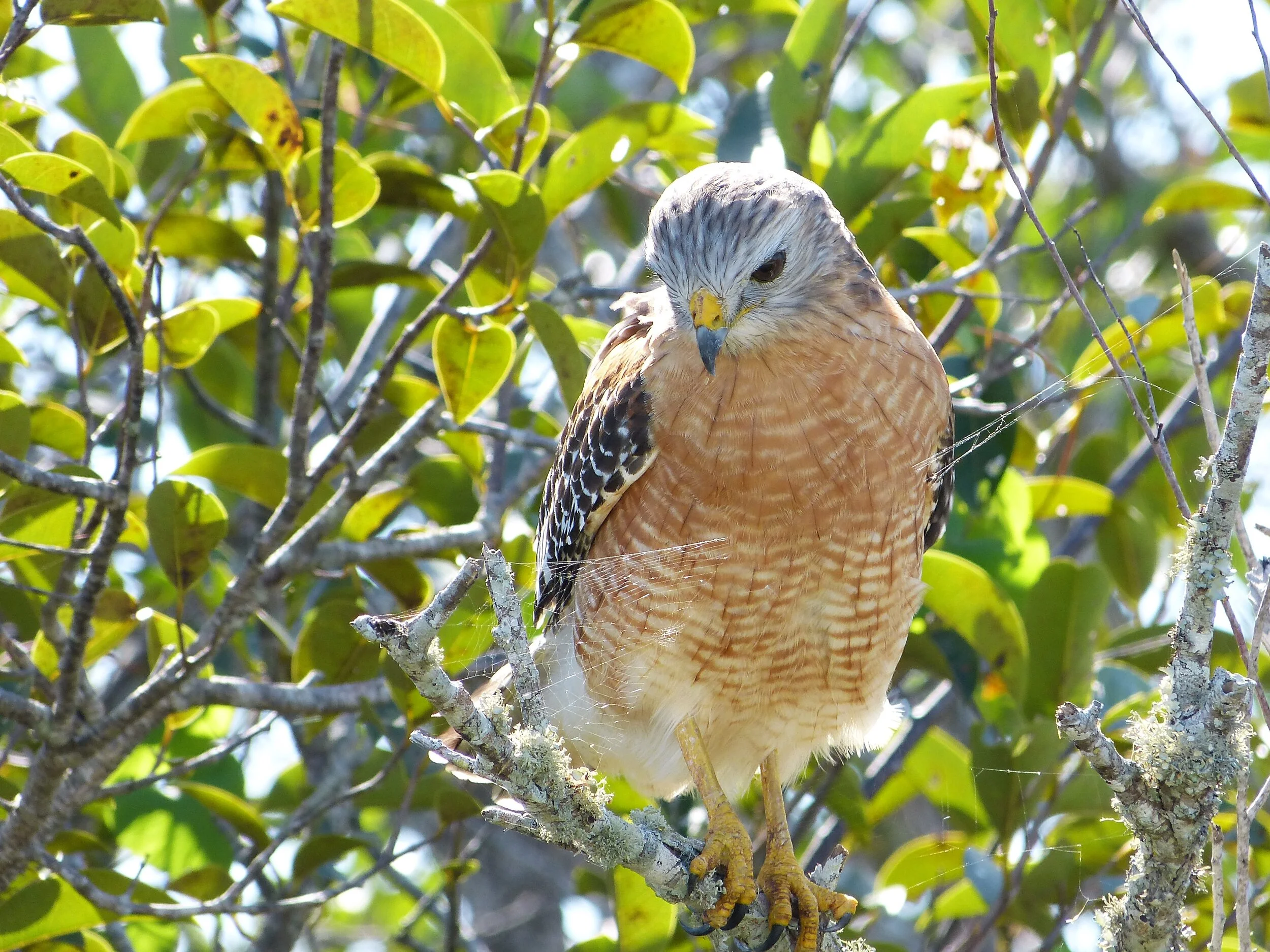 Bird Walk Wrap-Up: Everglades National Park — Phoebes Birding
