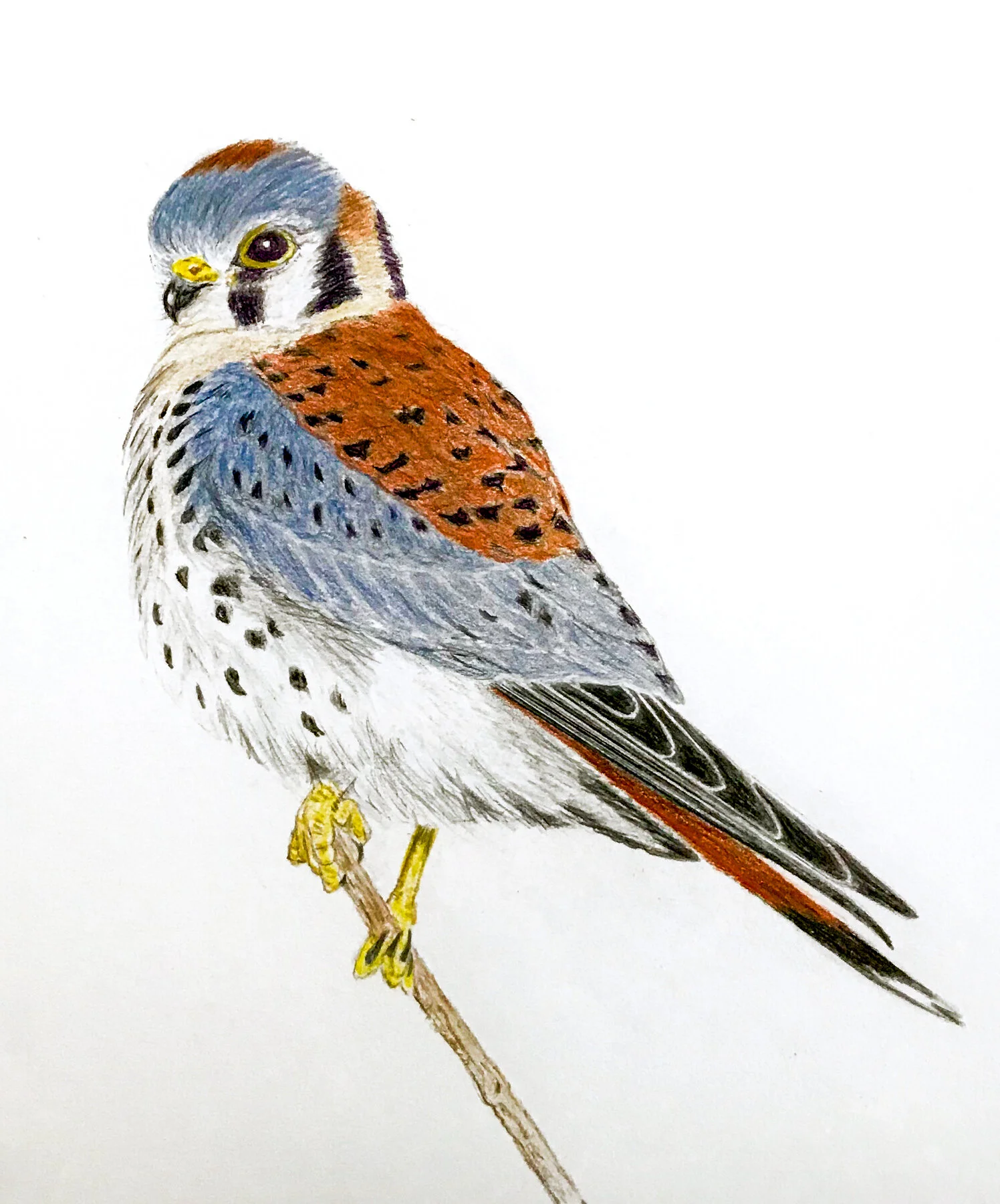 Fall Migration – My Favorite Time of Year to Bird in South Florida ...