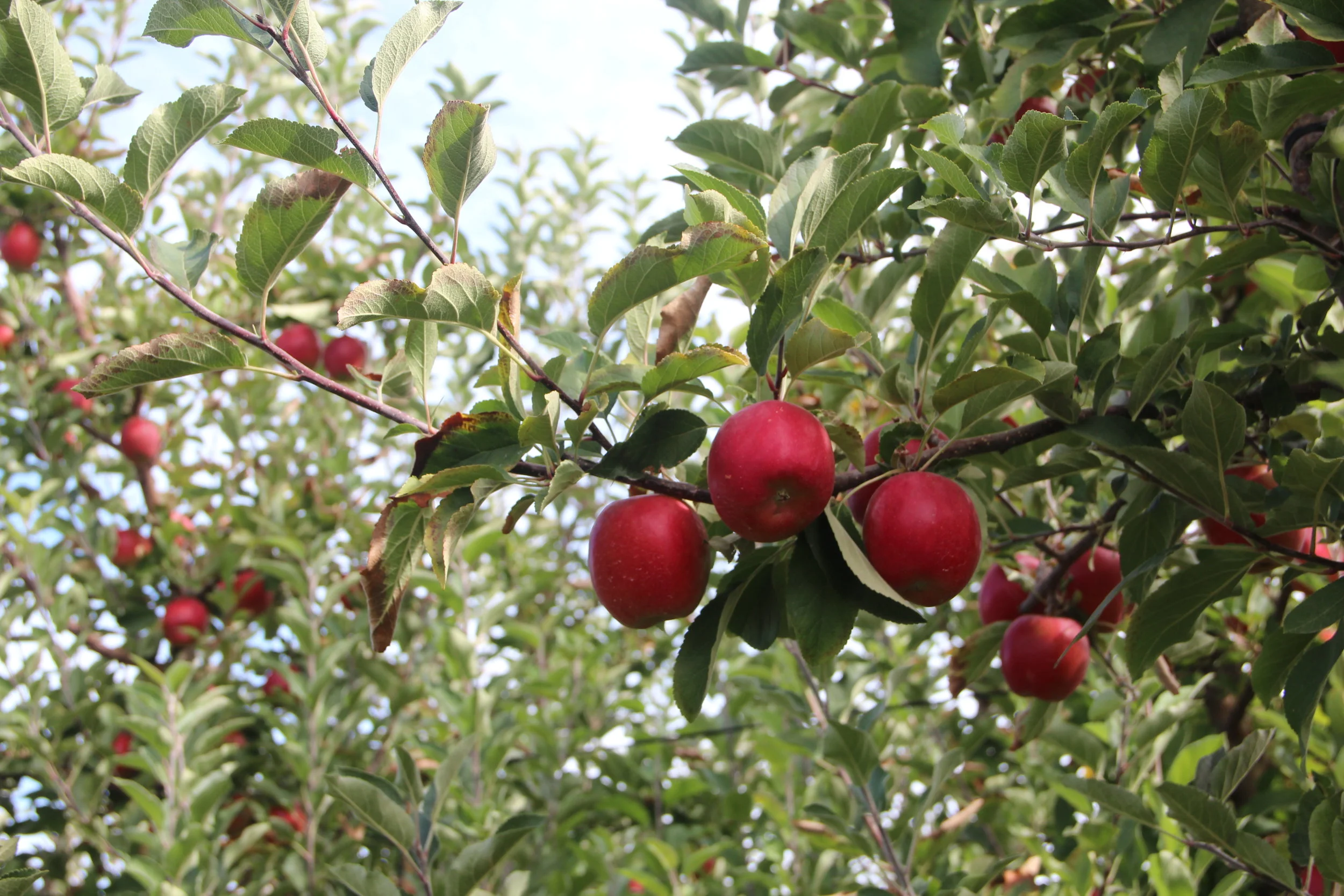 Collins Family Orchards