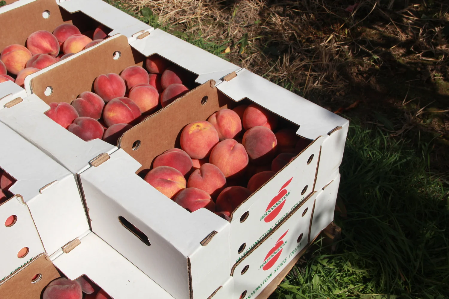 Collins Family Orchards