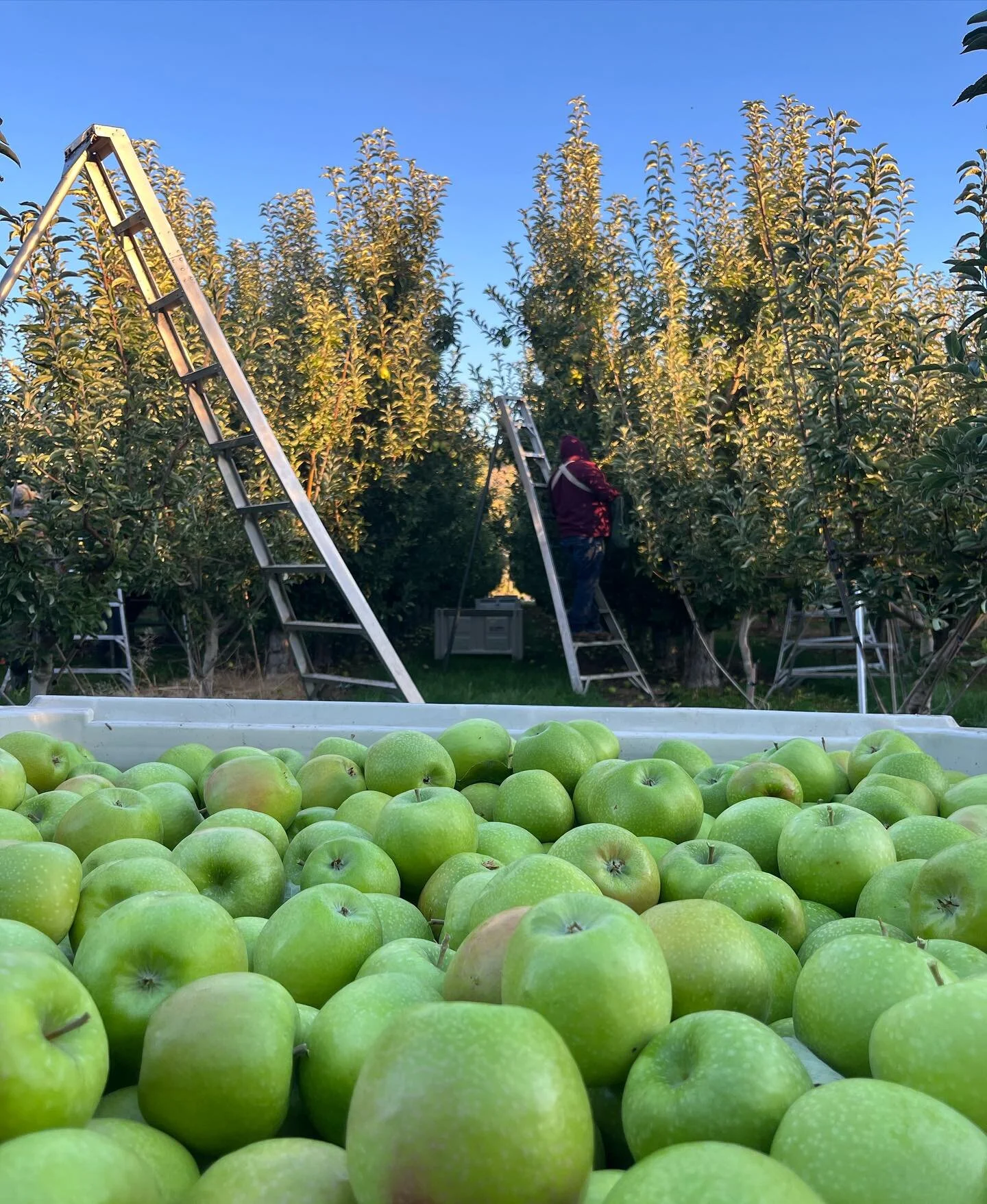 Collins Family Orchards