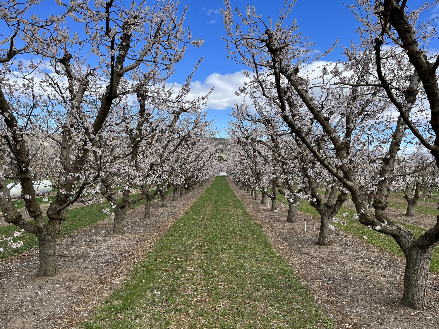 Collins Family Orchards