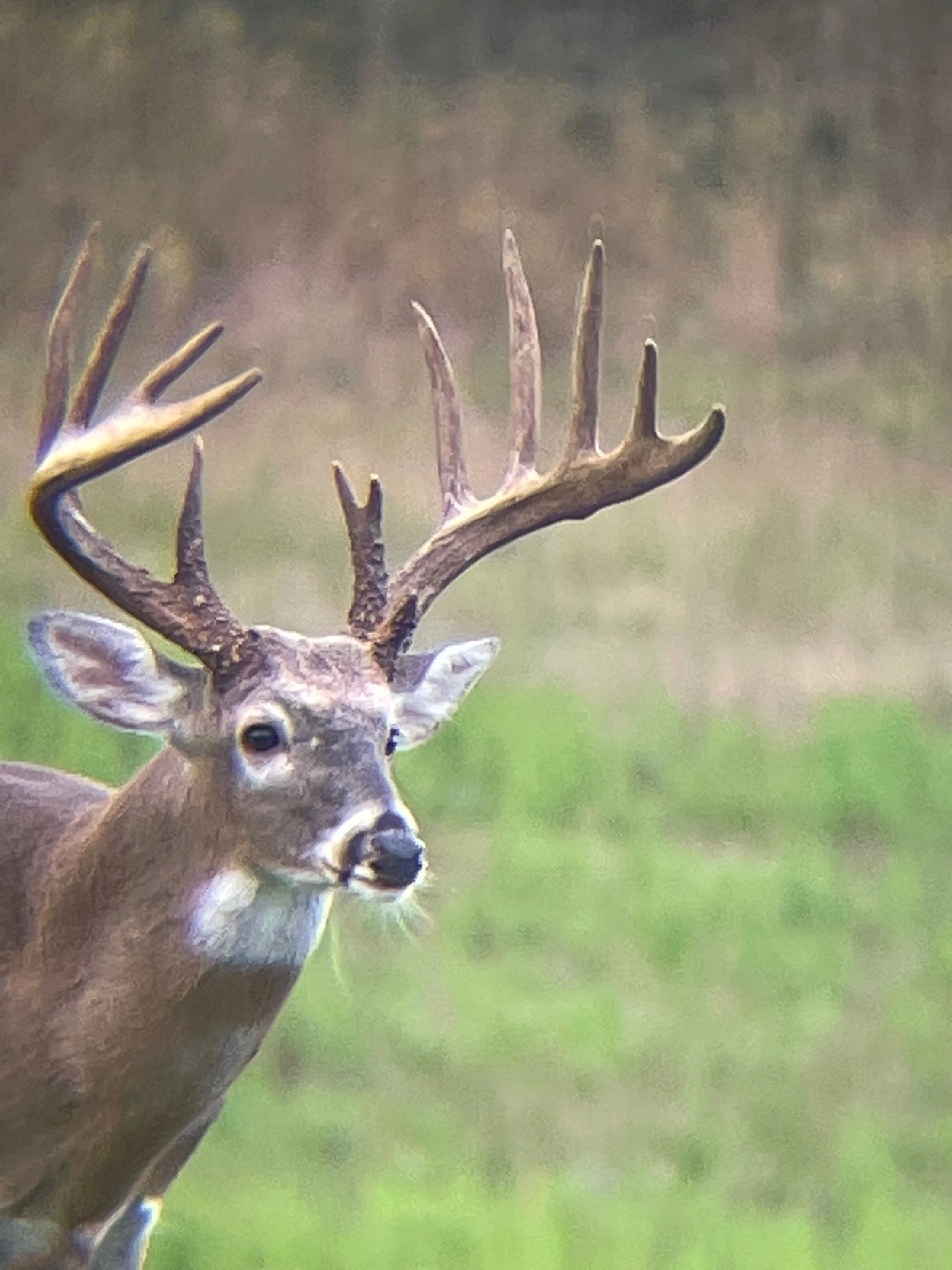 Magnolia Ranch Hunting Preserve
