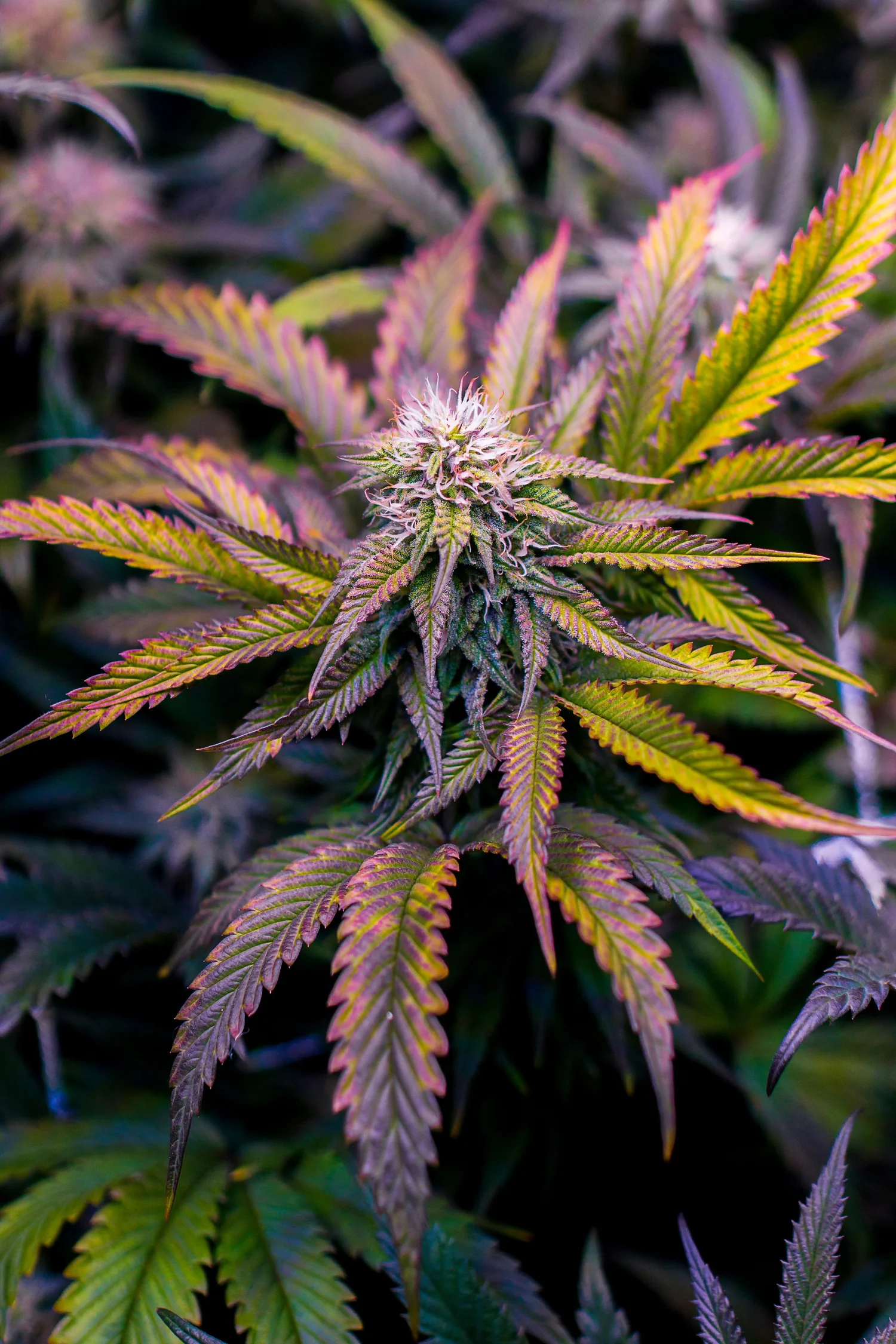 Floyd’s Cannabis Co. Sedro Woolley | Trusted WA Dispensary — Floyd's ...