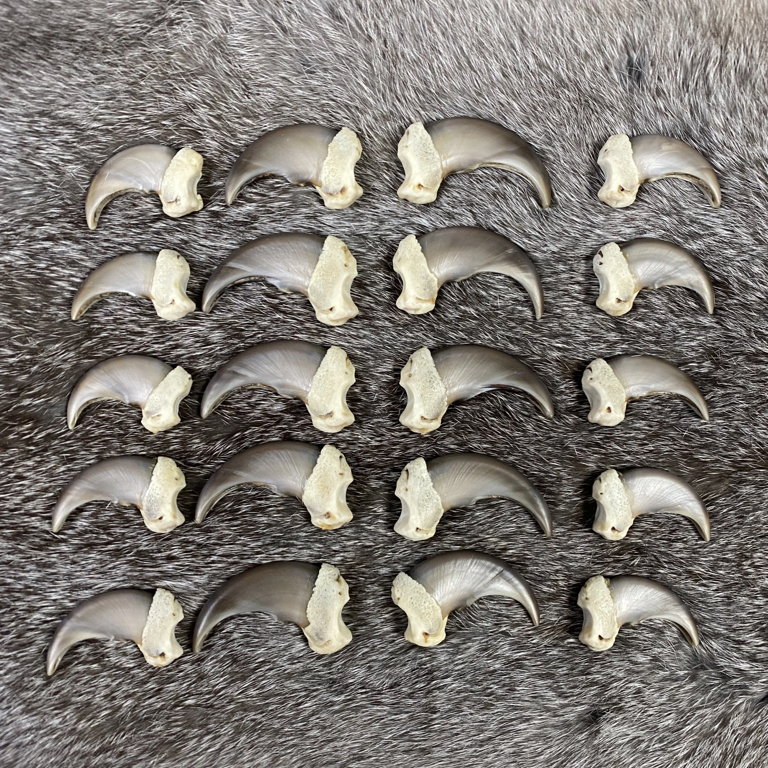 Claws for Sale — Claw, Antler & Hide Co.