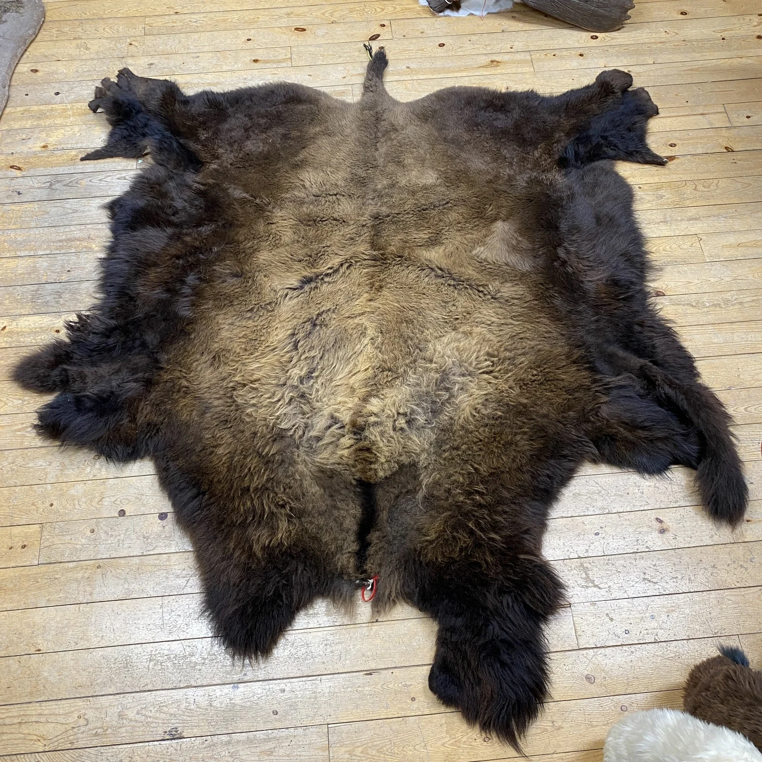 Buffalo Hides — Claw, Antler & Hide Co.