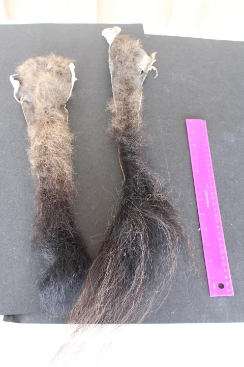 Wild Game Animal Tails for Sale — Claw, Antler & Hide Co.