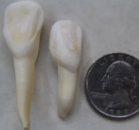 Call Of The Wild Fang Tooth And Claw