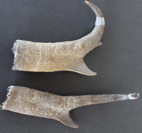 Antelope Horns