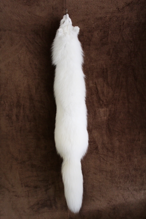 Arctic Fox Fur — Claw, Antler & Hide Co.