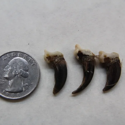 Claws for Sale — Claw, Antler & Hide Co.