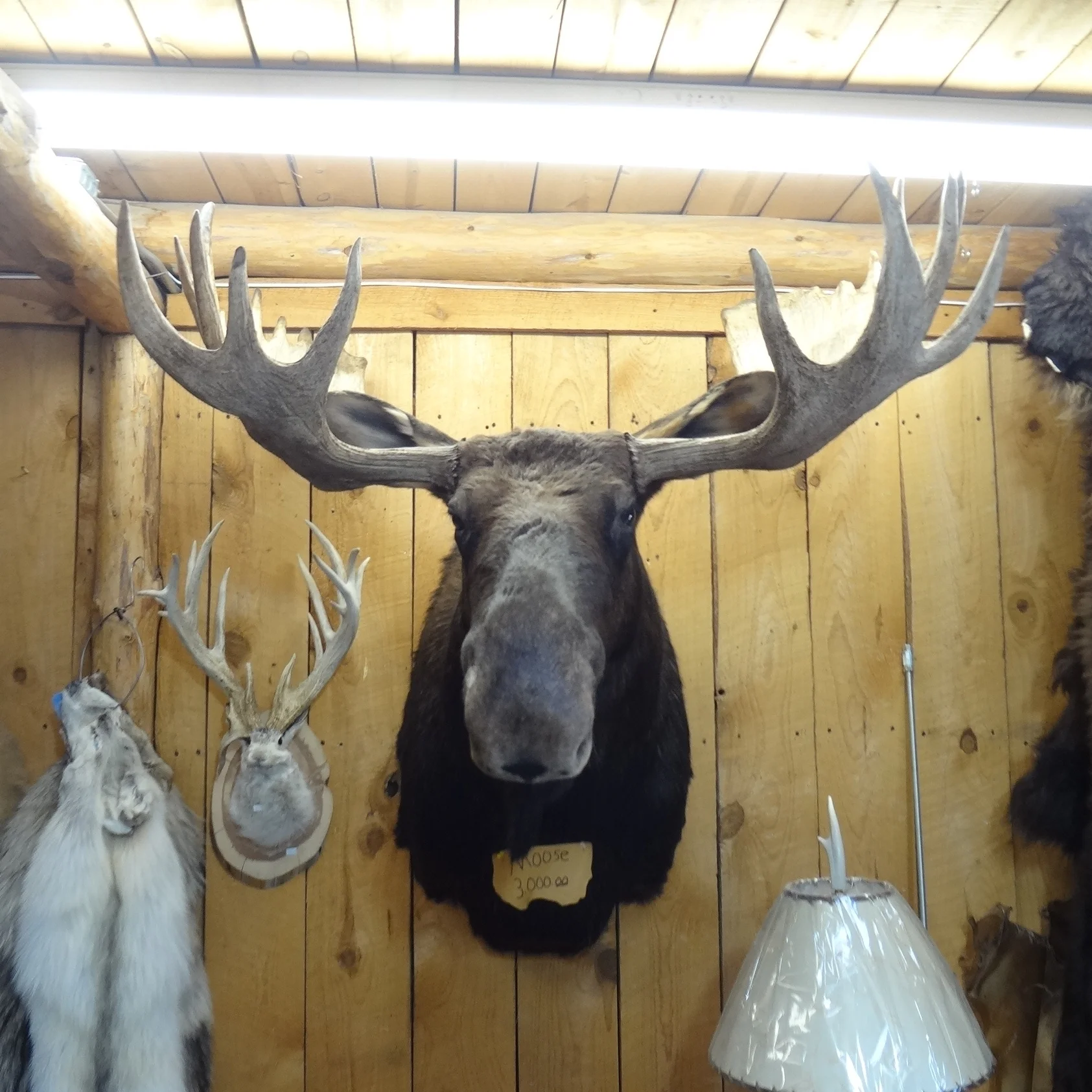 Mounts & Taxidermy for Sale — Claw, Antler & Hide Co.