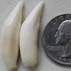 Fangs & Teeth — Claw, Antler & Hide Co.