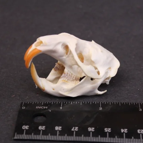 Animal Skulls — Claw, Antler & Hide Co.