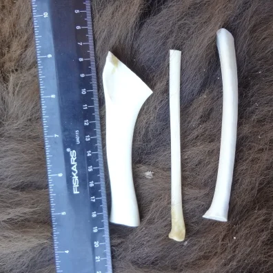 Wild Turkey Bones for Sale — Claw, Antler & Hide Co.