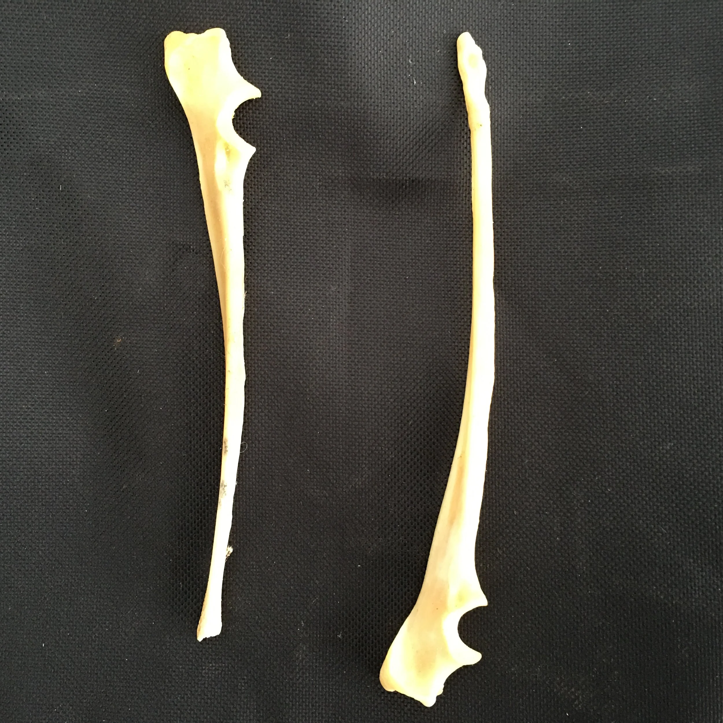 Coyote Leg Bone — Claw, Antler & Hide Co.
