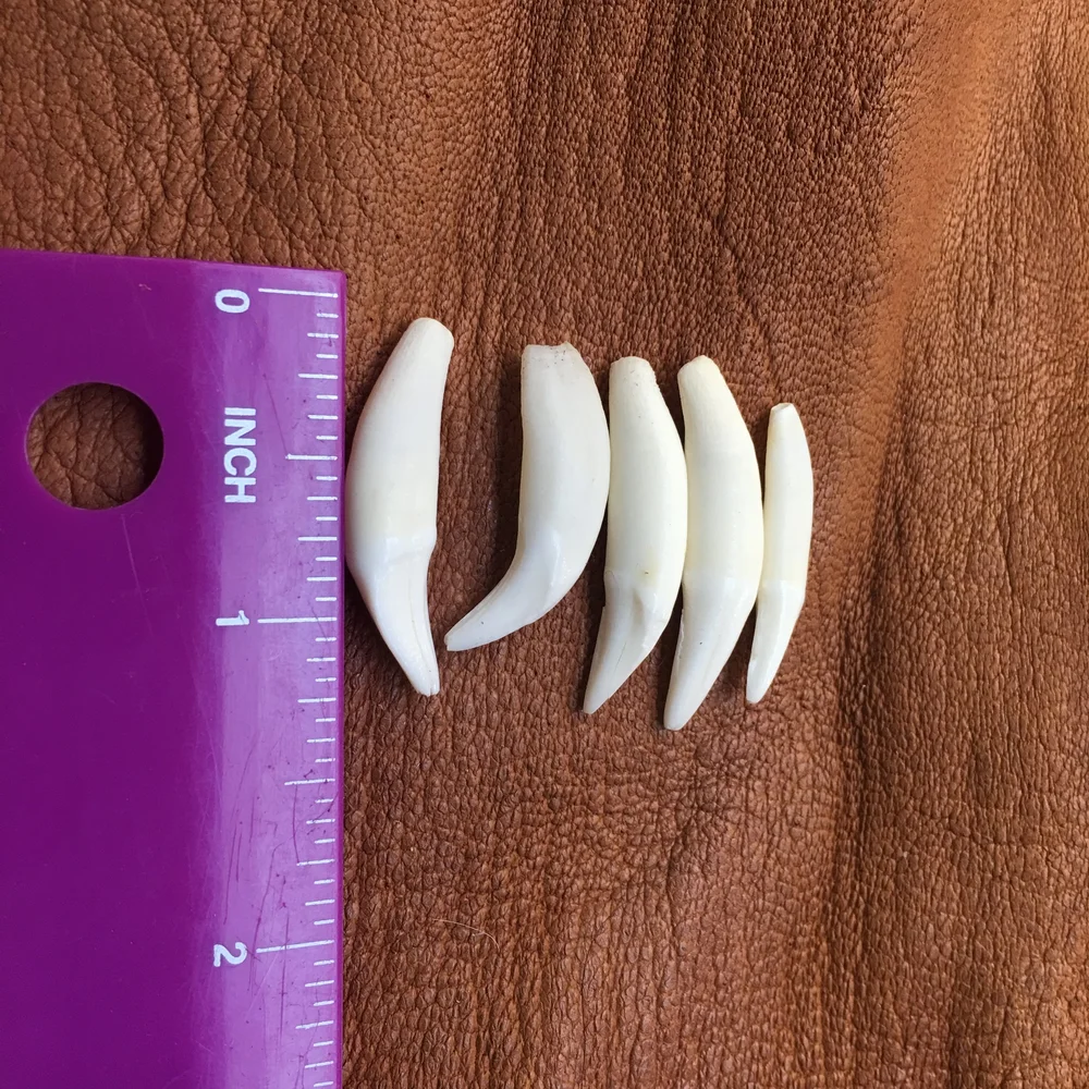 What Do Raccoon Teeth Look Like