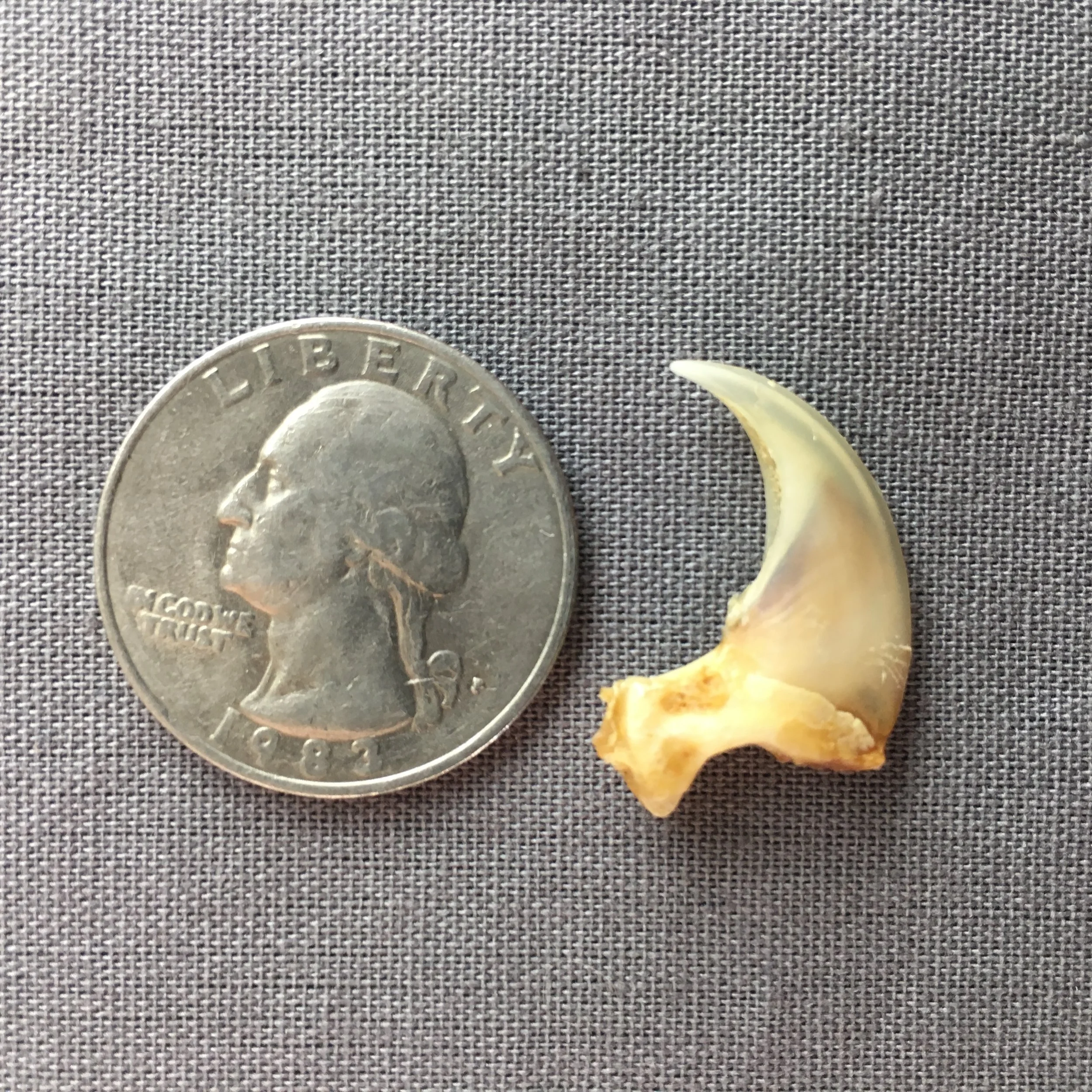 Claws for Sale — Claw, Antler & Hide Co.