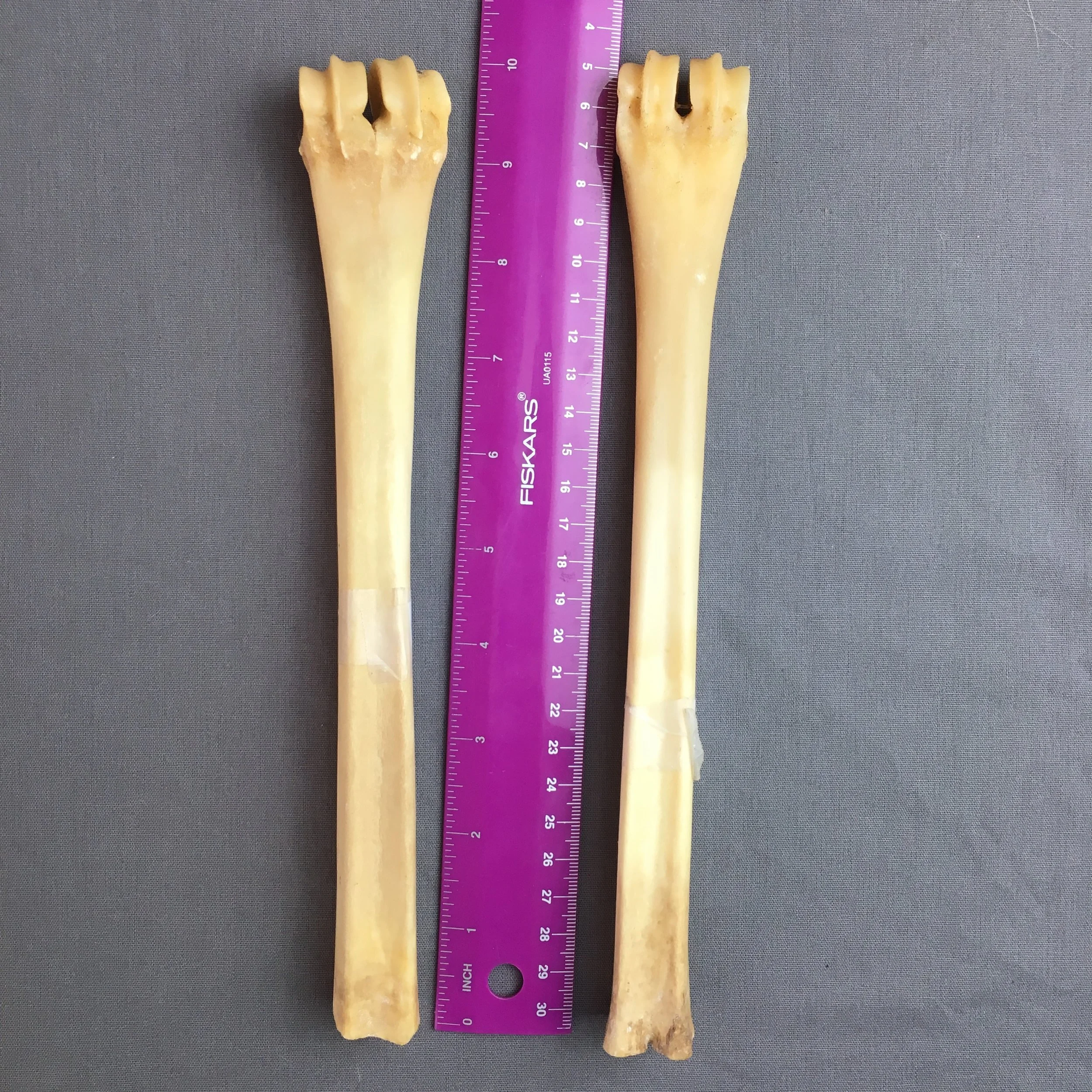 Leg Bones For Sale Claw Antler Hide Co 