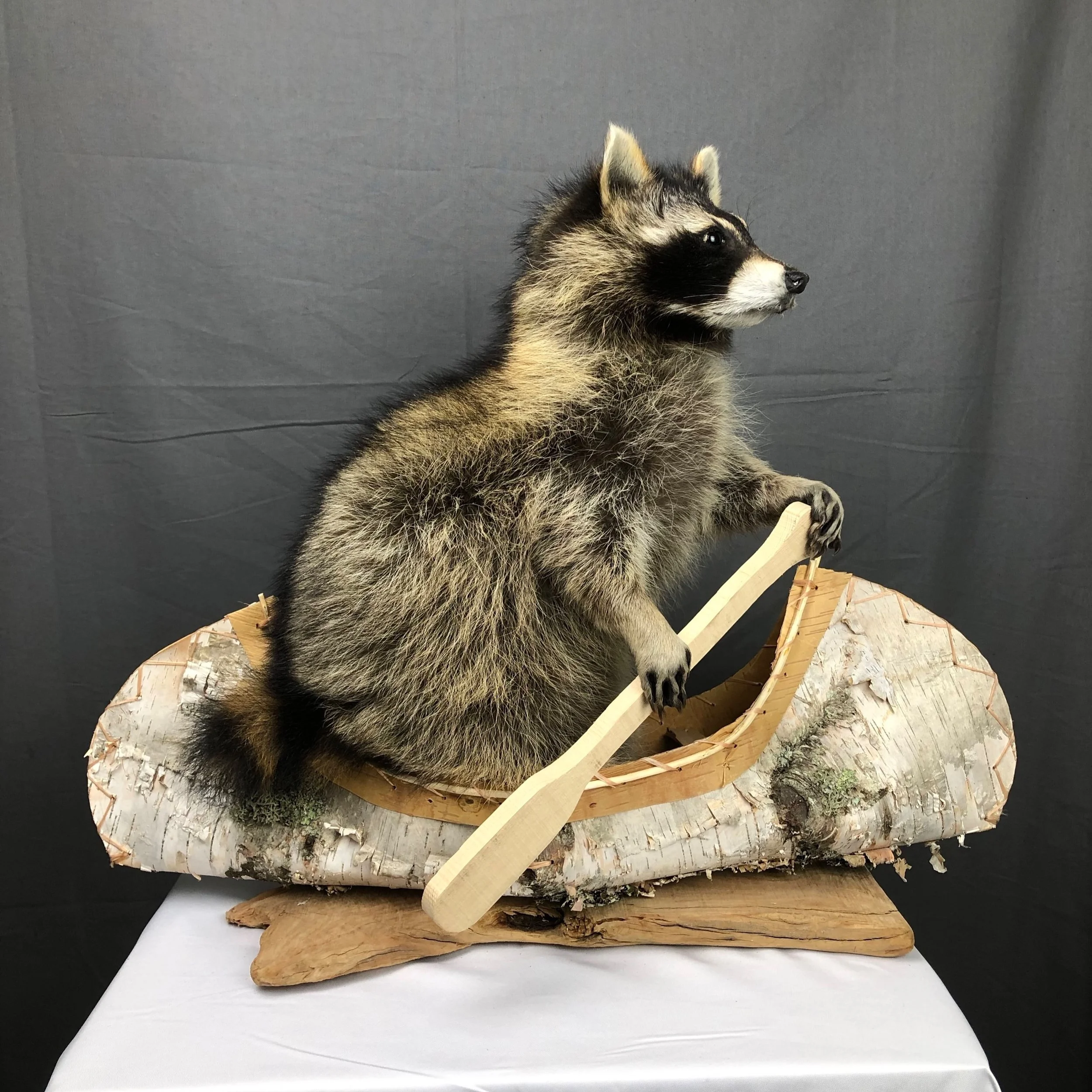 Mounts & Taxidermy for Sale — Claw, Antler & Hide Co.