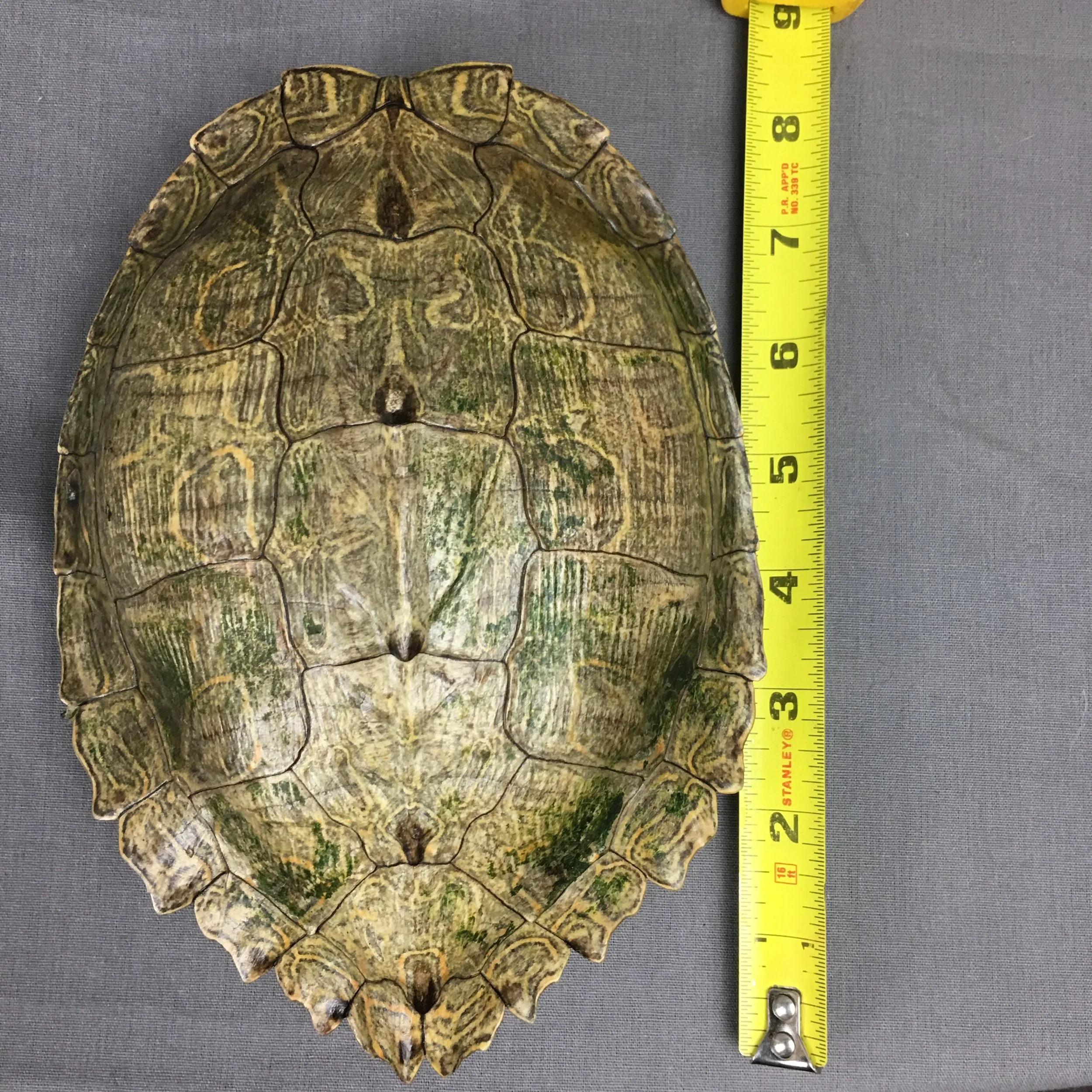 Shells for Sale — Claw, Antler & Hide Co.