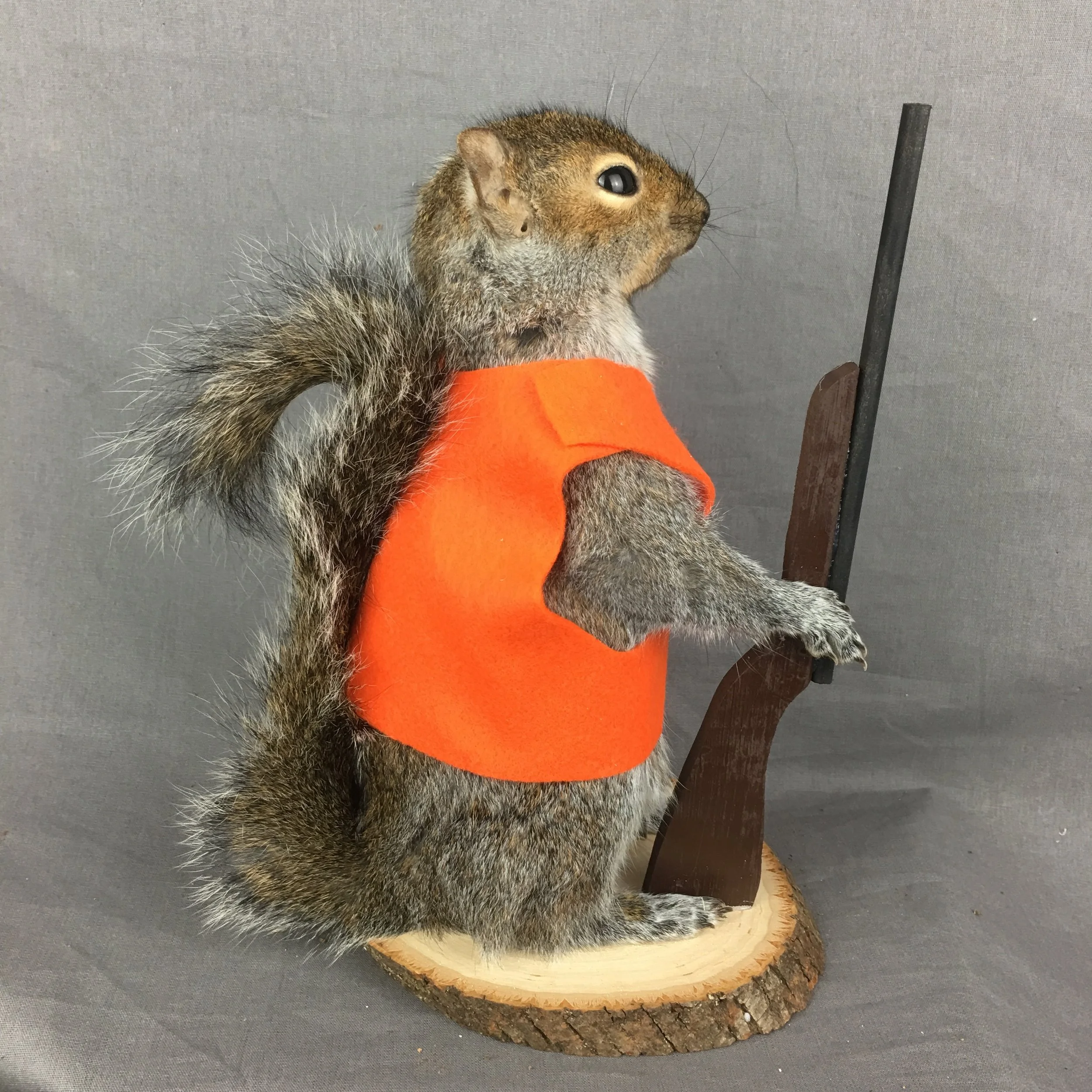 Mounts & Taxidermy for Sale — Claw, Antler & Hide Co.