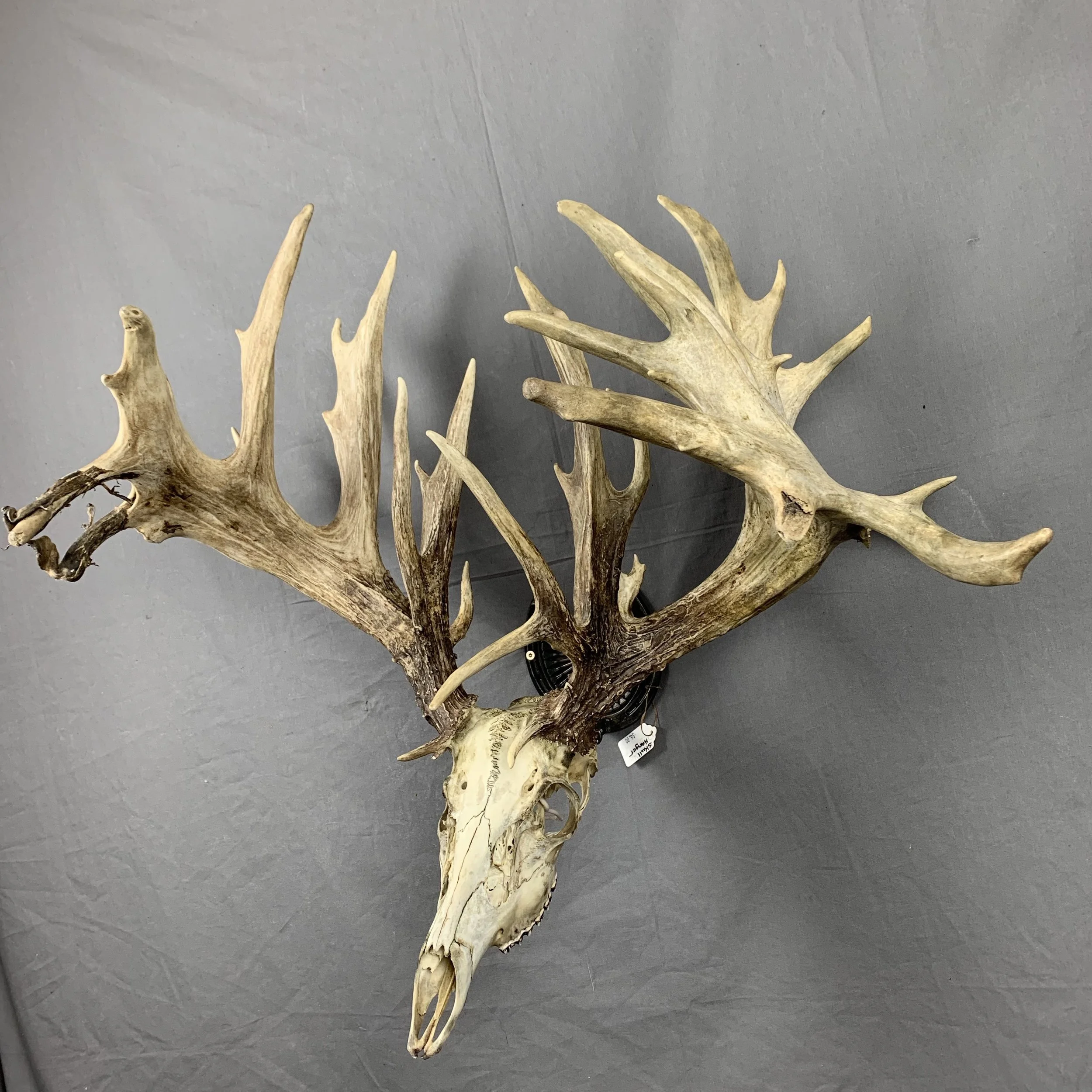 Animal Skulls — Claw, Antler & Hide Co.