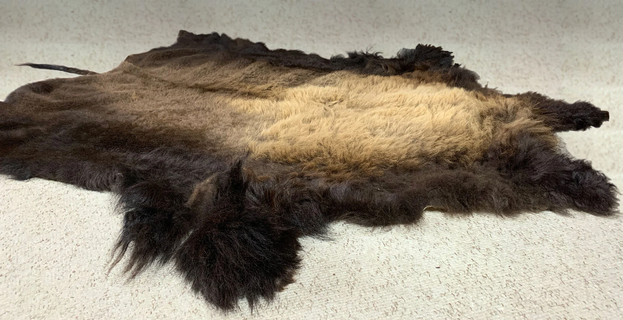 Buffalo Hides for Sale — Claw, Antler & Hide Co.