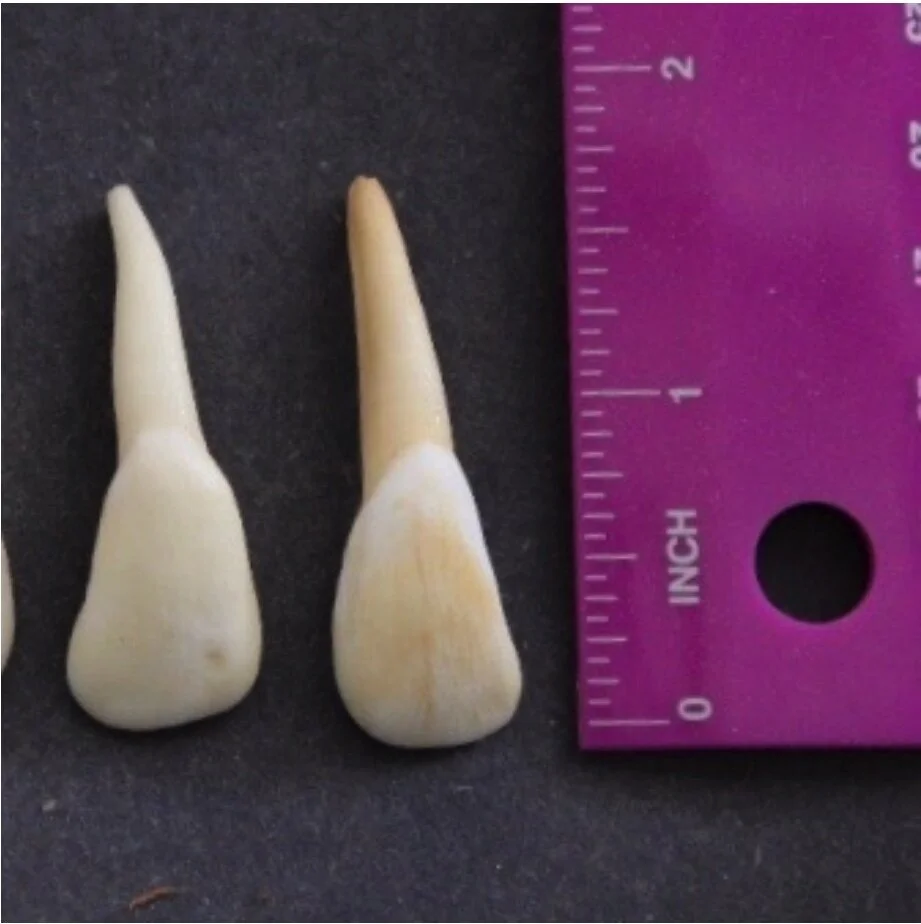 Buffalo Products — Claw, Antler & Hide Co.