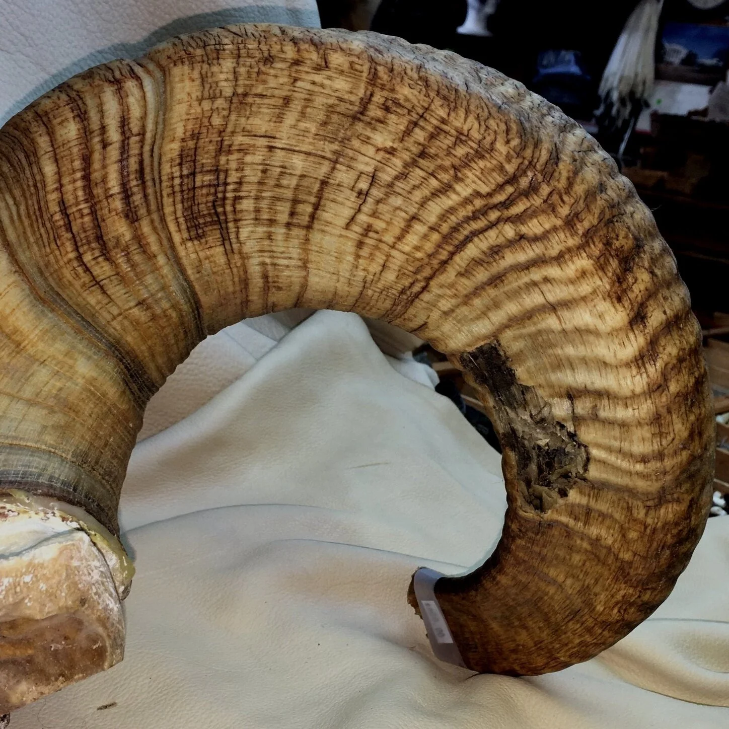 Antlers & Horns for Sale — Claw, Antler & Hide Co.