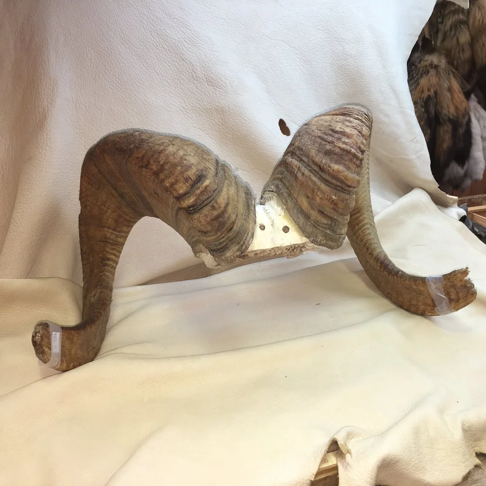 Sheep Horns Scales