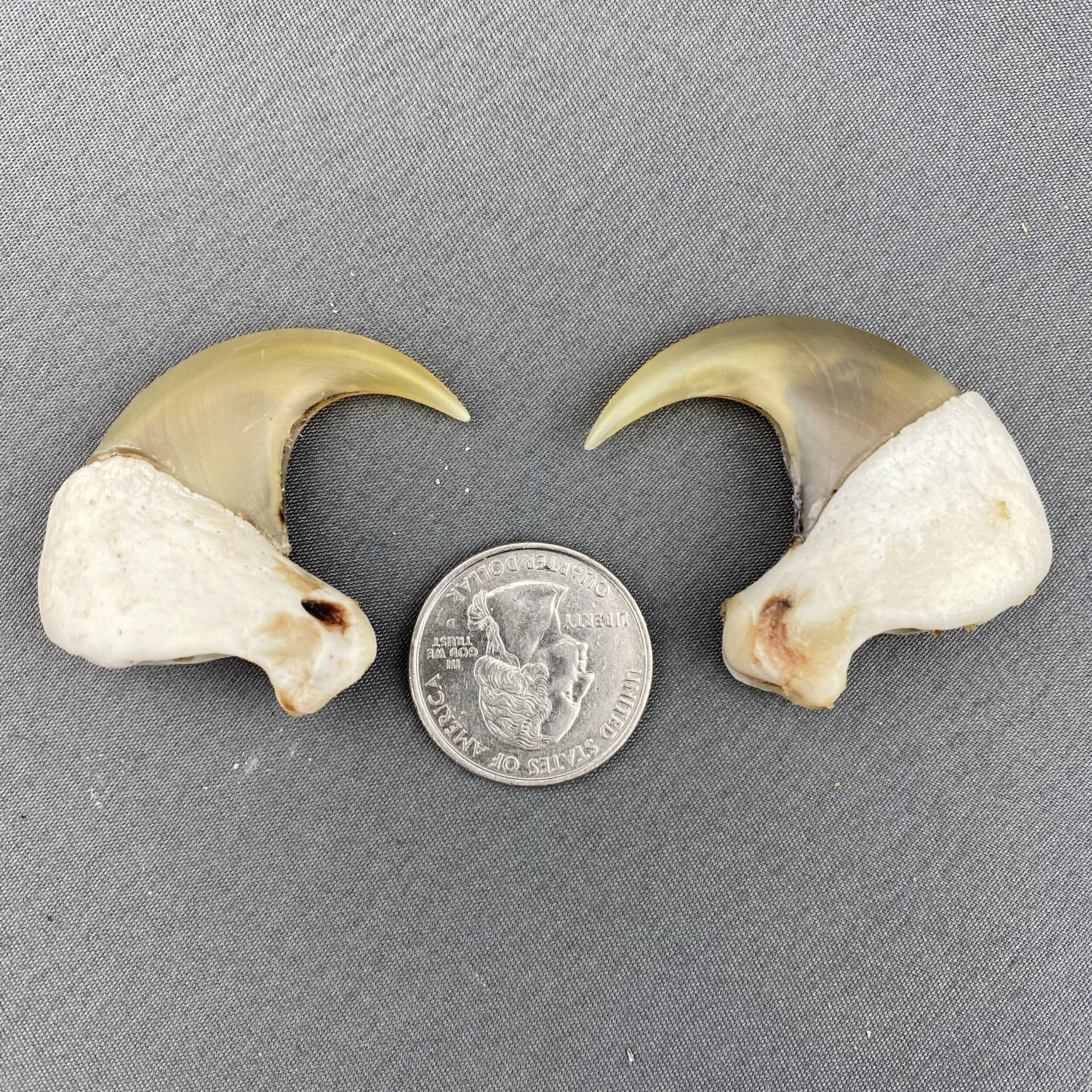 Claws for Sale — Claw, Antler & Hide Co.