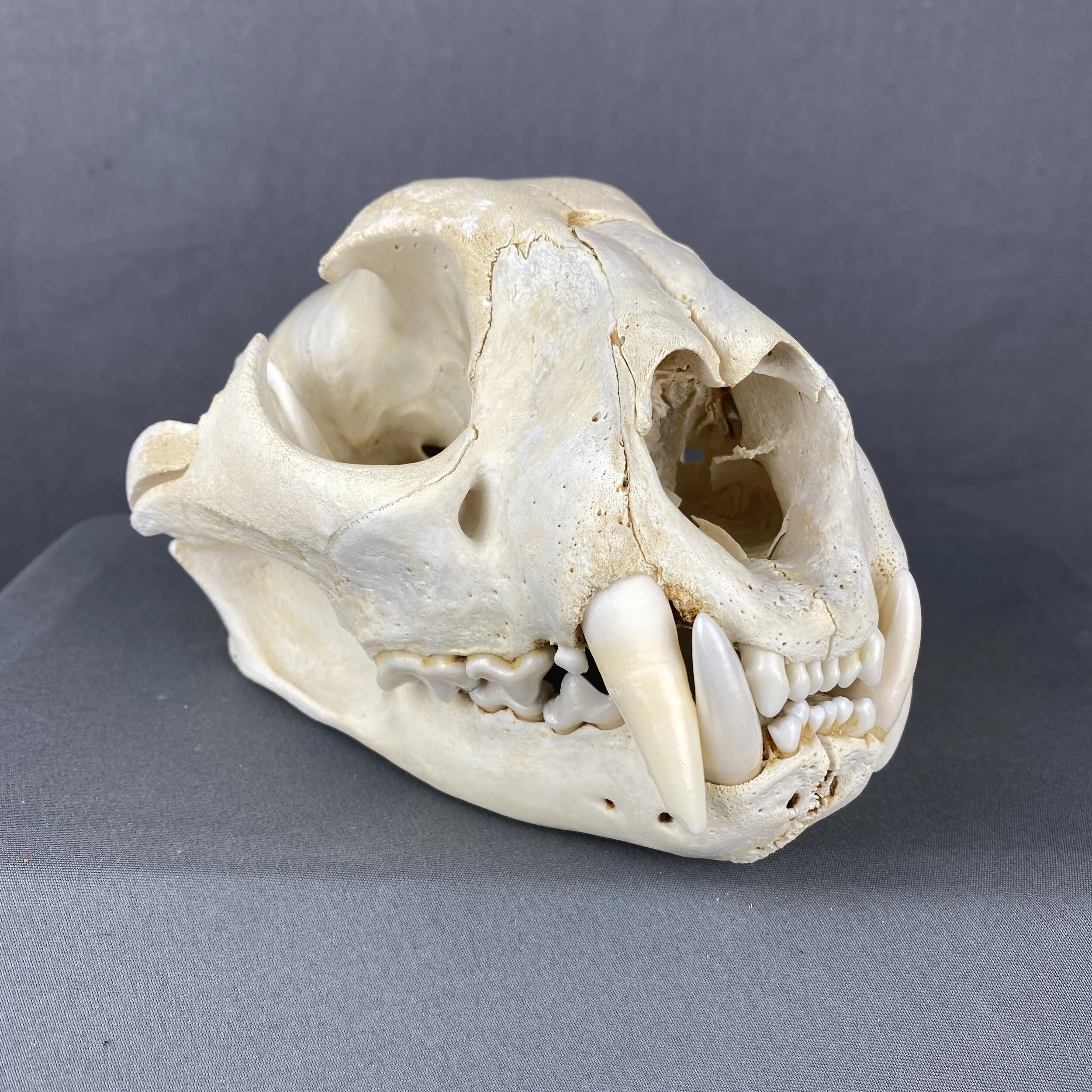 Animal Skulls — Claw, Antler & Hide Co.