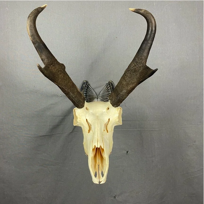 Animal Skulls — Claw, Antler & Hide Co.