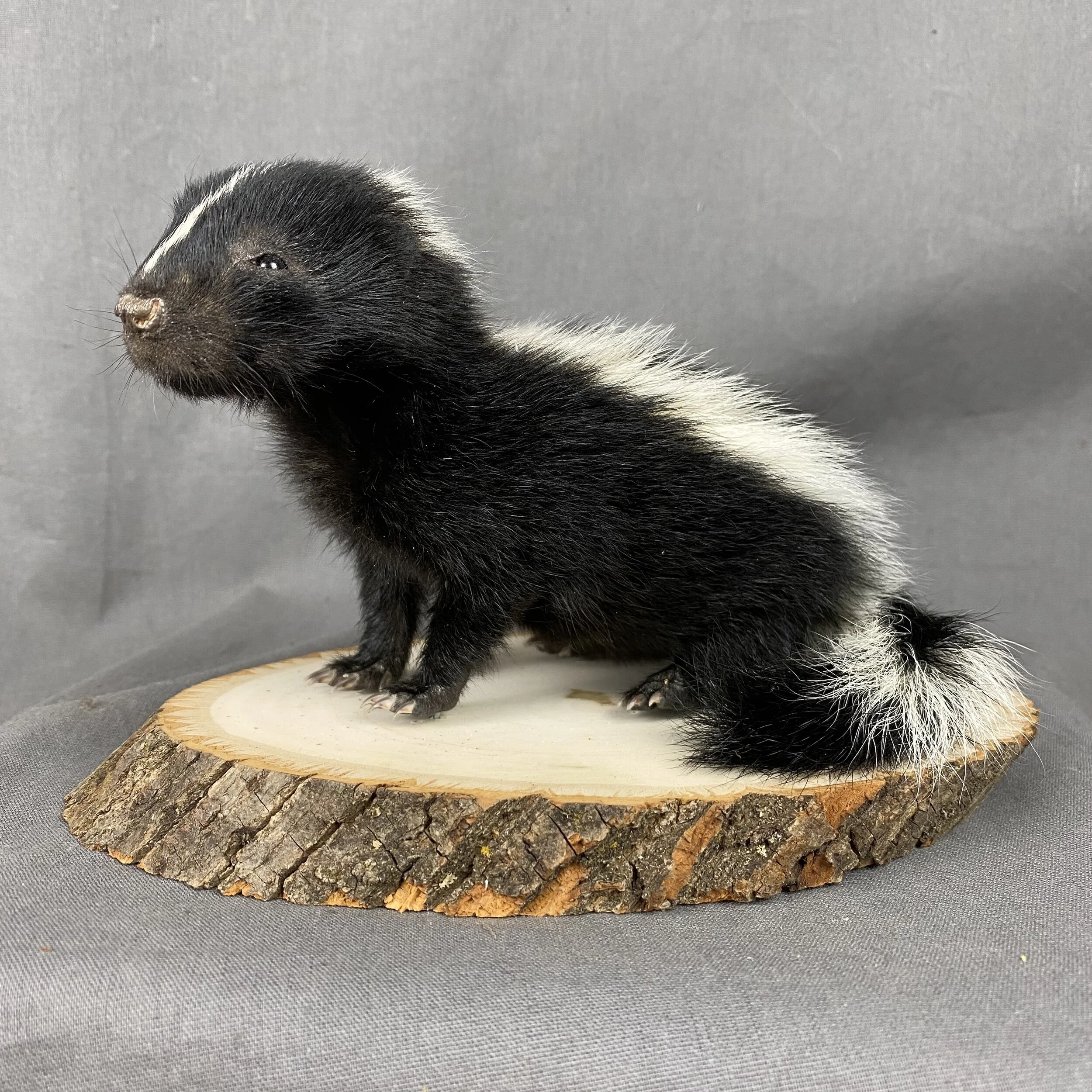 Mounts & Taxidermy for Sale — Claw, Antler & Hide Co.